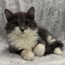 Cat for adoption - Torin, a Domestic Medium Hair in Buffalo, MN | Petfinder