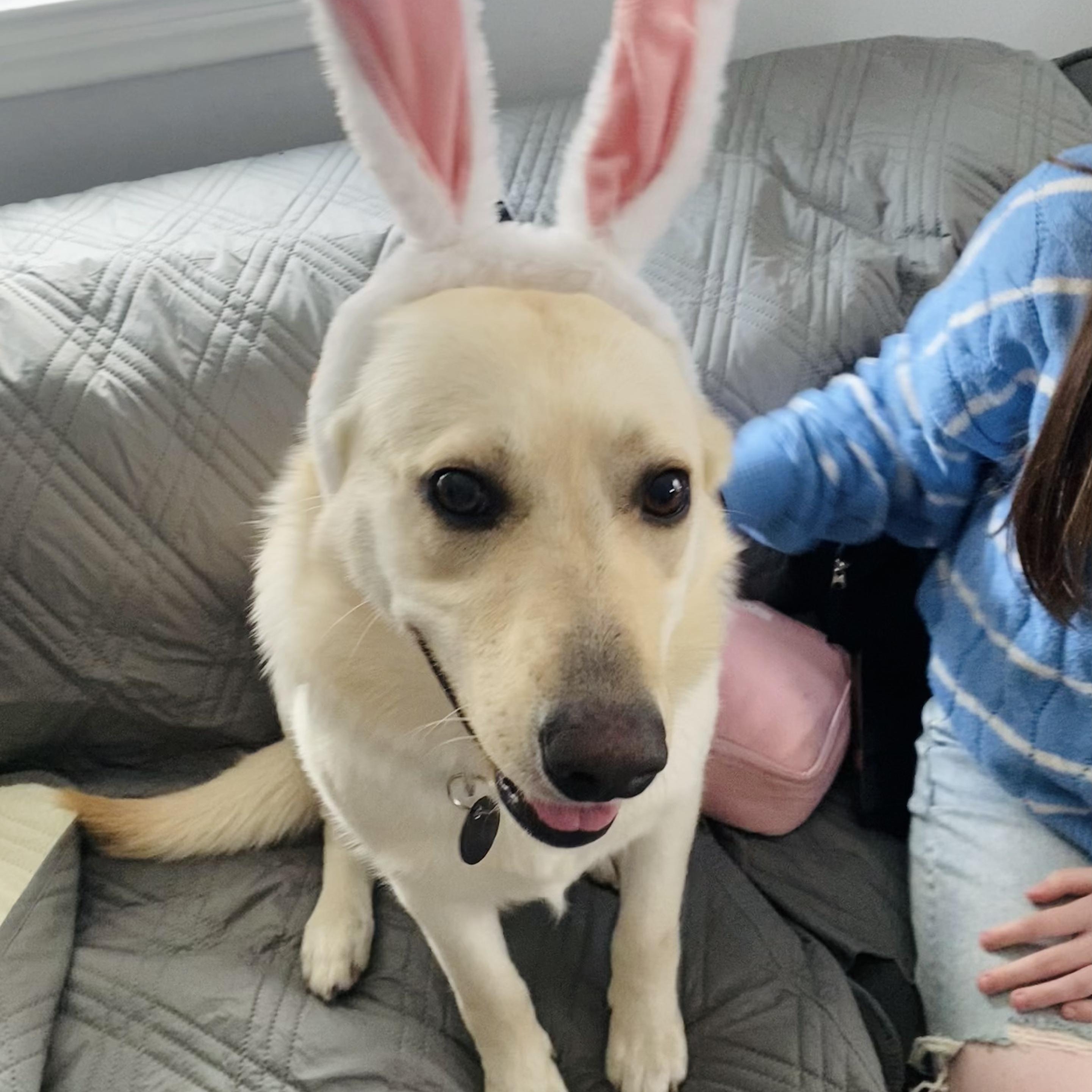 Dog for adoption - Kyra, a Shepherd in Livonia, MI | Petfinder