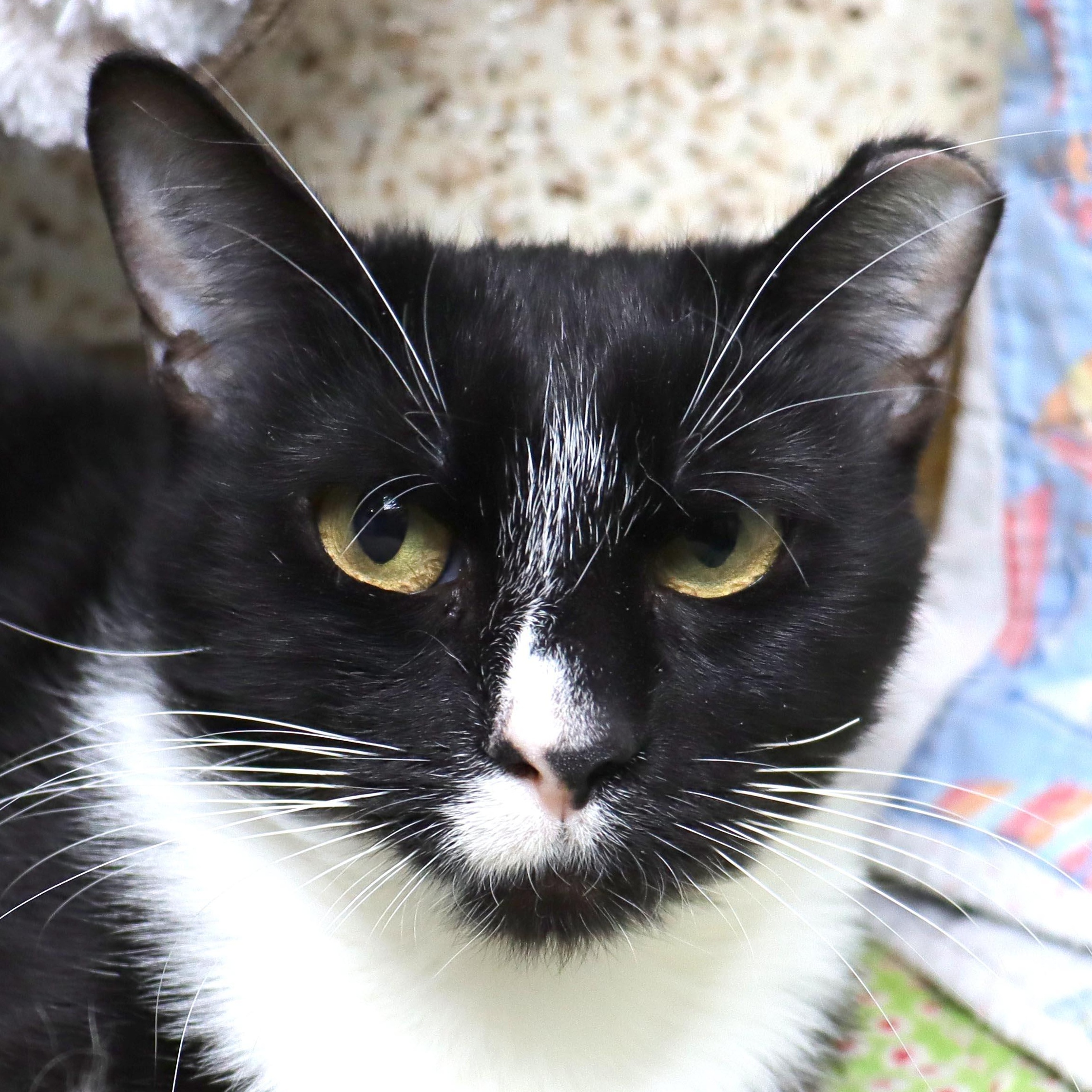 Cat for adoption - Maple, a Domestic Short Hair Mix in Clovis, CA | Petfinder