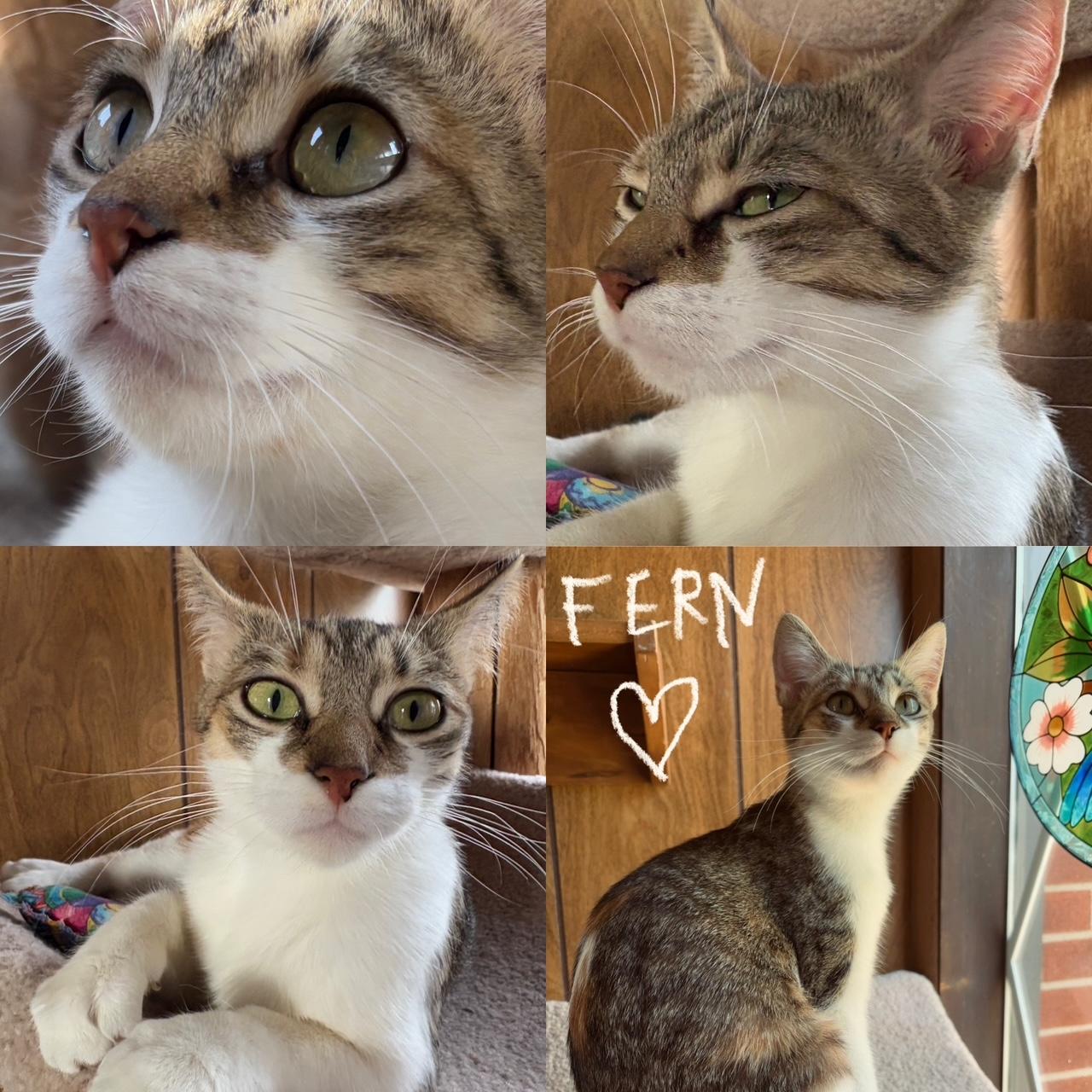 Cat for adoption - Fern, a Tabby in Livonia, MI | Petfinder