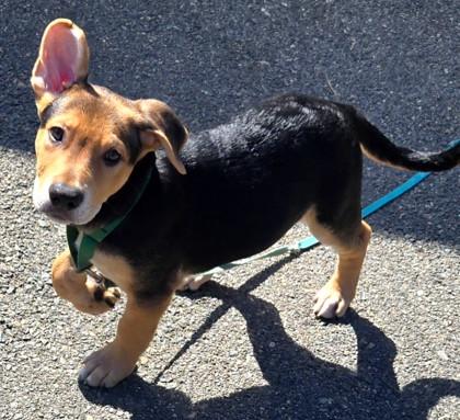 Dog for adoption - Luca, a Mixed Breed in Gloucester, MA | Petfinder