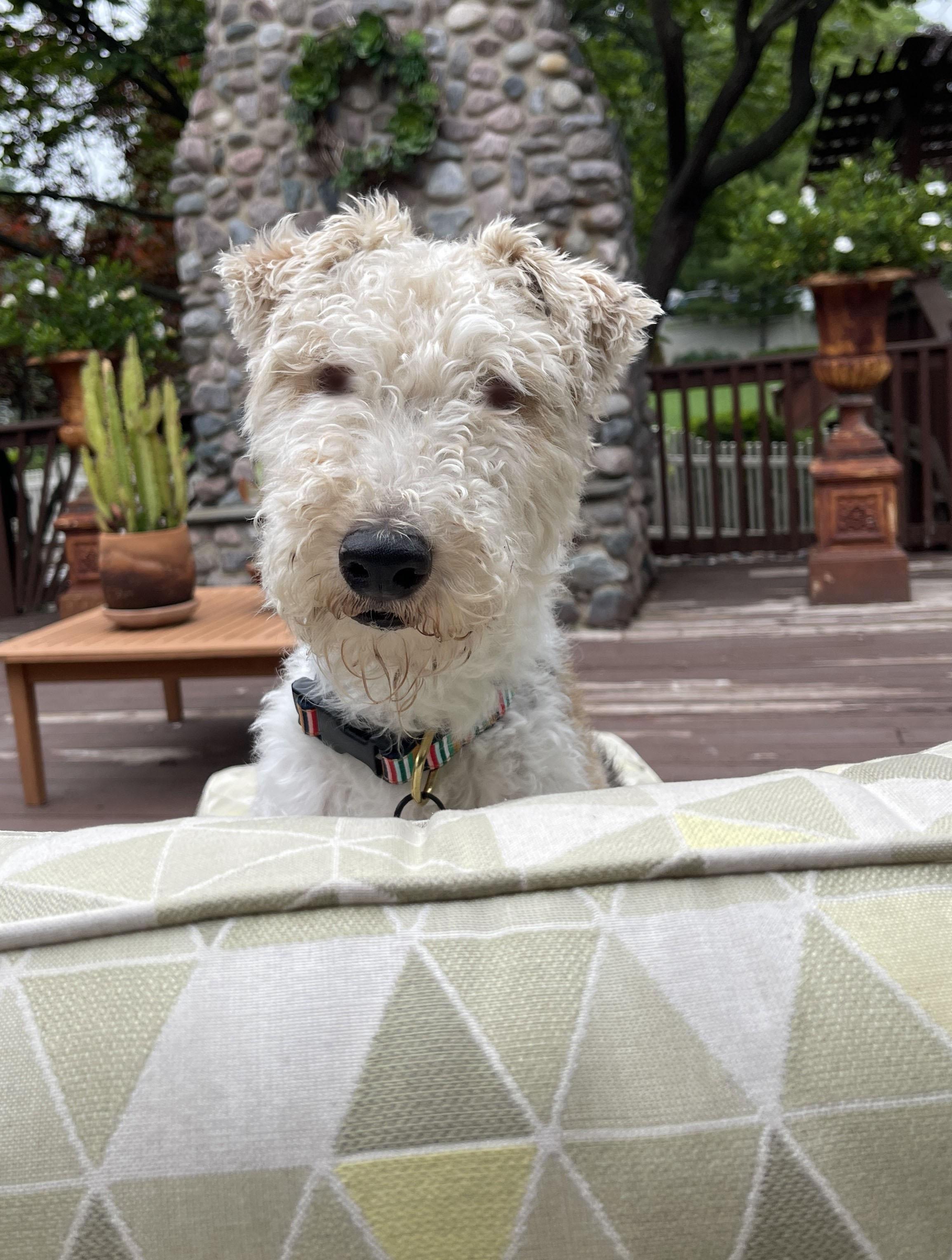 Dog for adoption - GEORGIE PORGIE, a Wire Fox Terrier in Mokena, IL ...