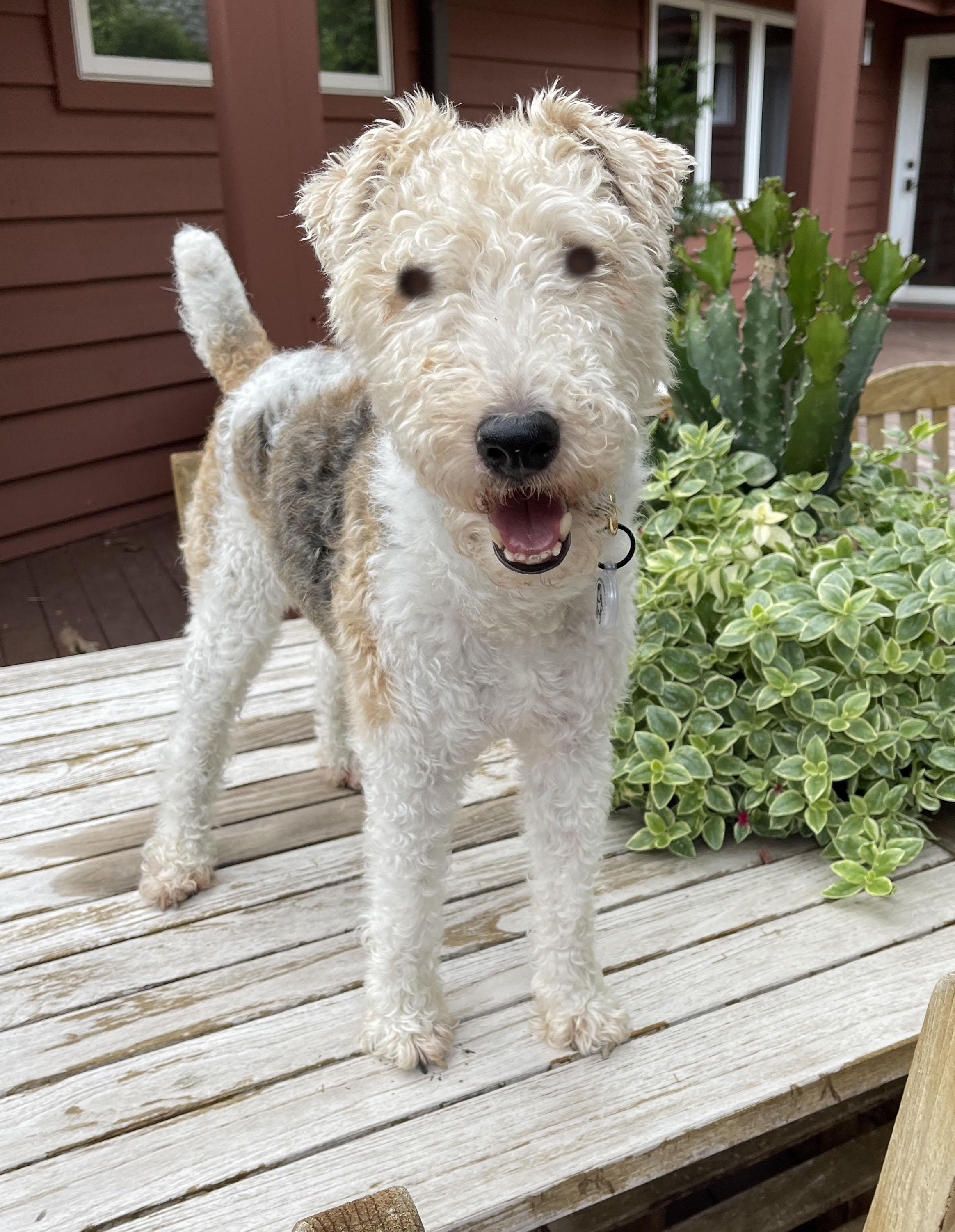 Dog for adoption - GEORGIE PORGIE, a Wire Fox Terrier in Mokena, IL ...