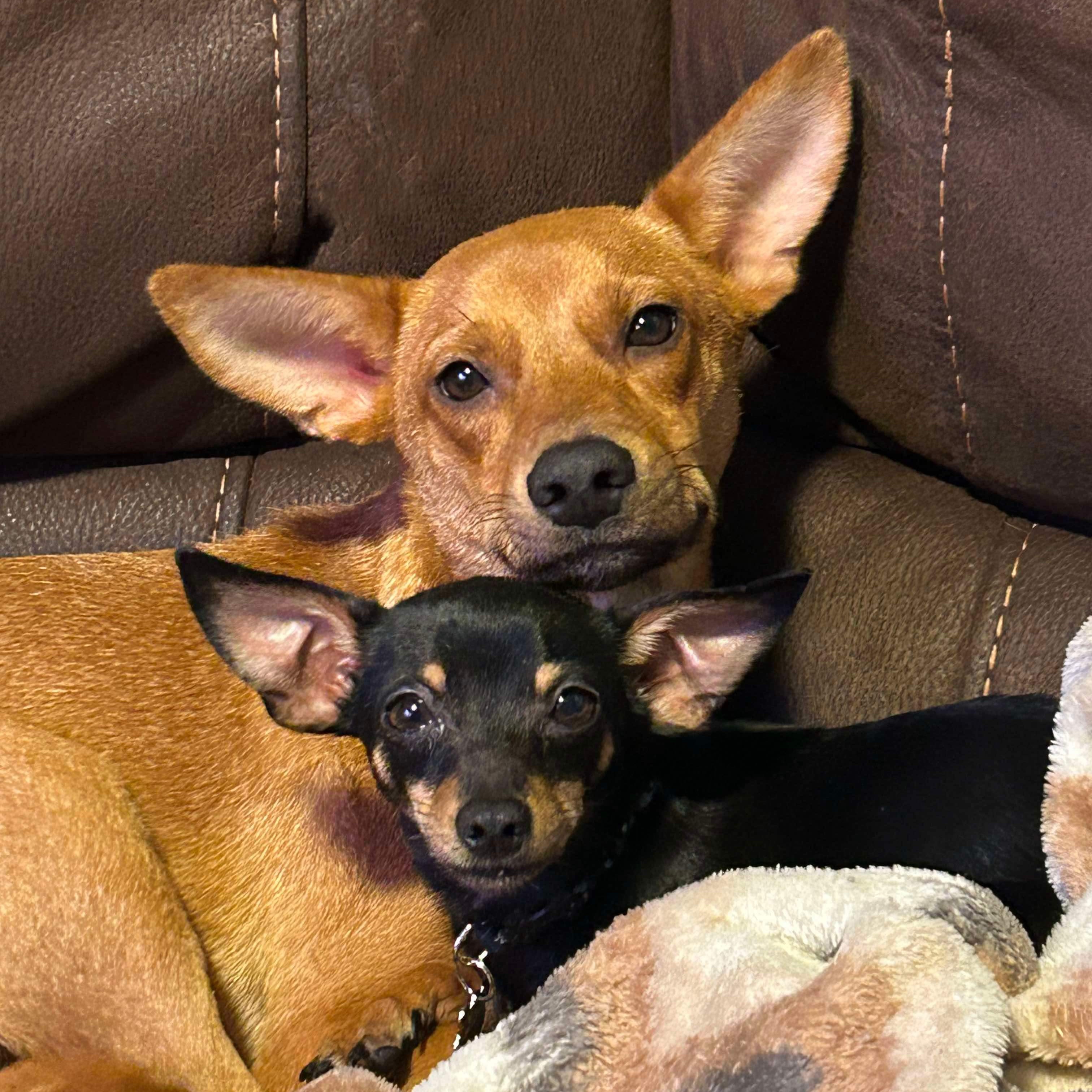 Dog for adoption - Raven, a Miniature Pinscher Mix in Albany, NY ...