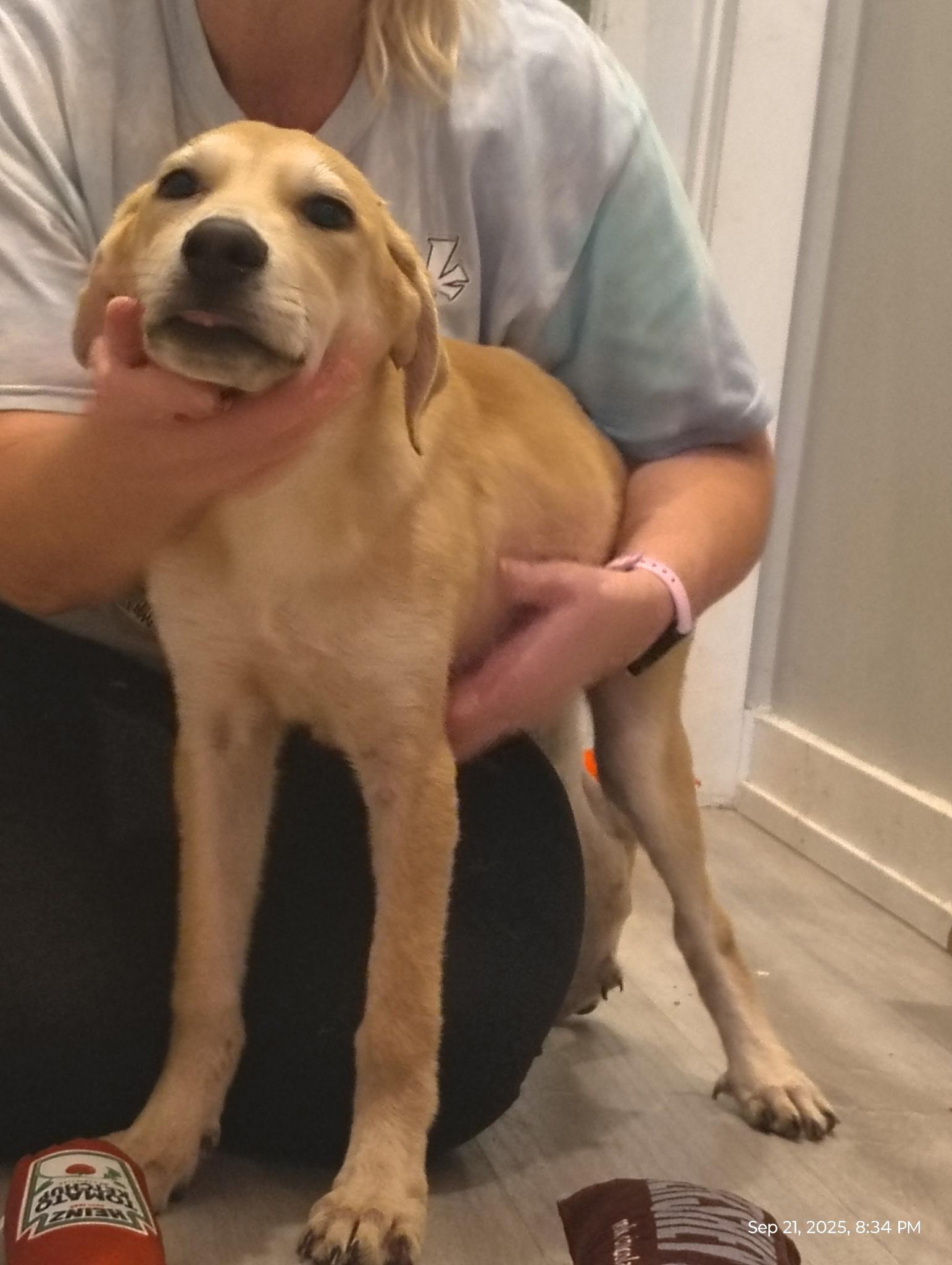 Dog for adoption - Tatum, a Shepherd Mix in Myrtle Beach , SC | Petfinder