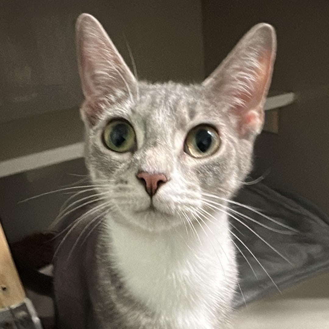 Cat for adoption - Rain, a Domestic Short Hair in Shippenville, PA ...