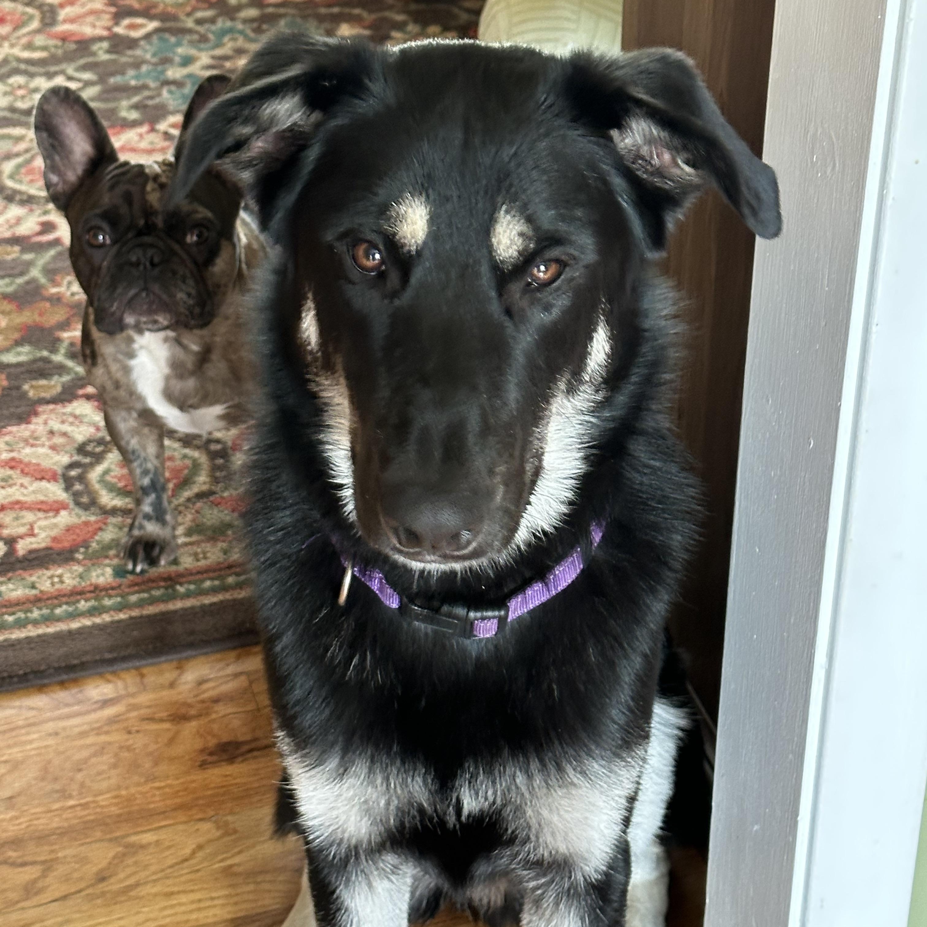 Dog for adoption - TOOKIE (Happy go lucky, Smart, Loving, Cuddly, Good ...