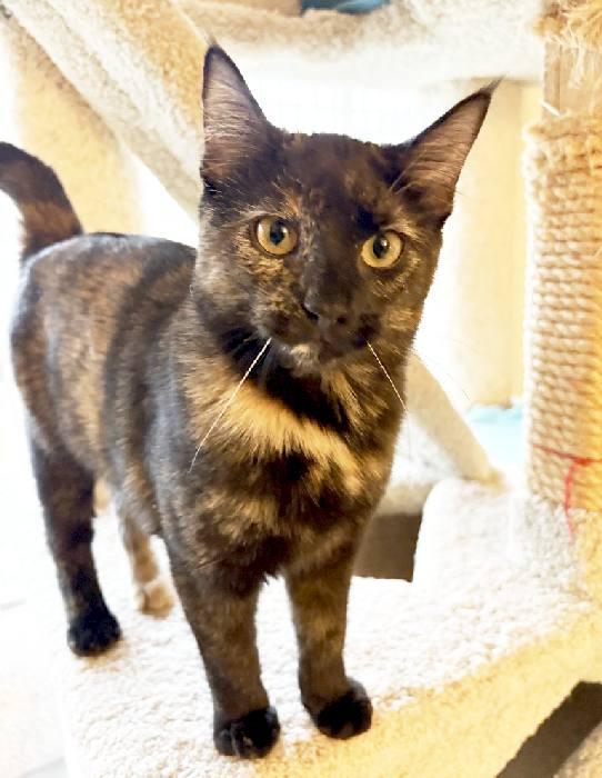 Cat for adoption - PEACH, a Domestic Short Hair in Sequim, WA | Petfinder