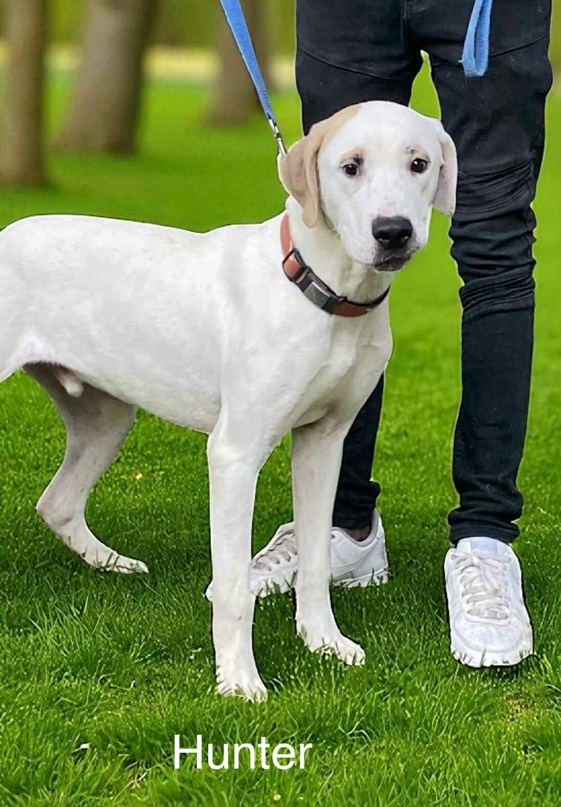 Dog for adoption - Hunter, a Labrador Retriever & Pointer Mix in Salt ...