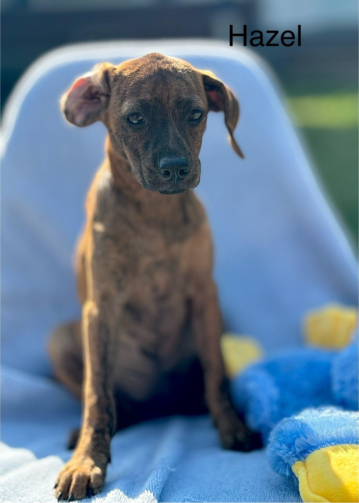 Dog for adoption - Hazel, a Hound Mix in Spokane, WA | Petfinder