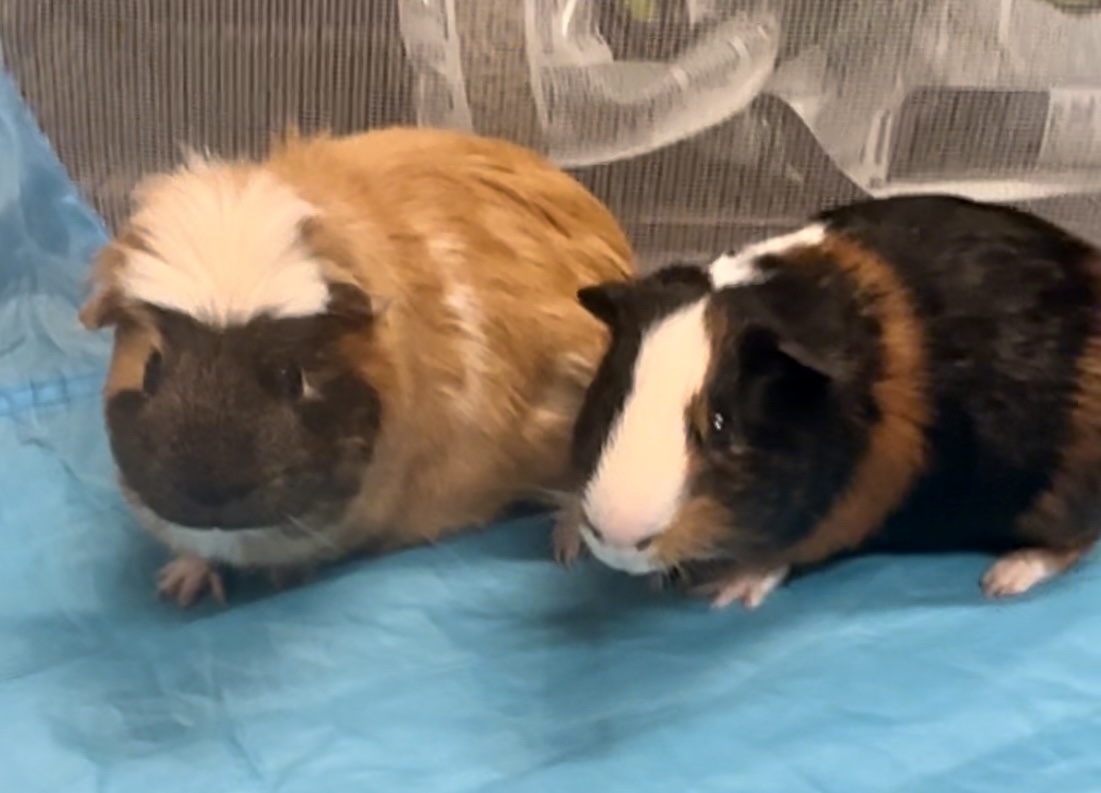 Guinea Pig for adoption - Jax & Marble, a Guinea Pig in Andover, CT ...