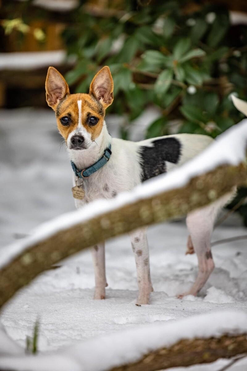 Dog for adoption - Olivia Priscilla Lime, a Chihuahua & Rat Terrier Mix in Vancouver, WA | Petfinder