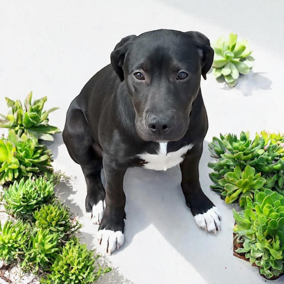 Dog for adoption - Panther, a Black Labrador Retriever Mix in Horn Lake ...