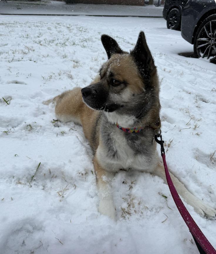 Dog for adoption - Xena, a Husky Mix in Syracuse, NY | Petfinder