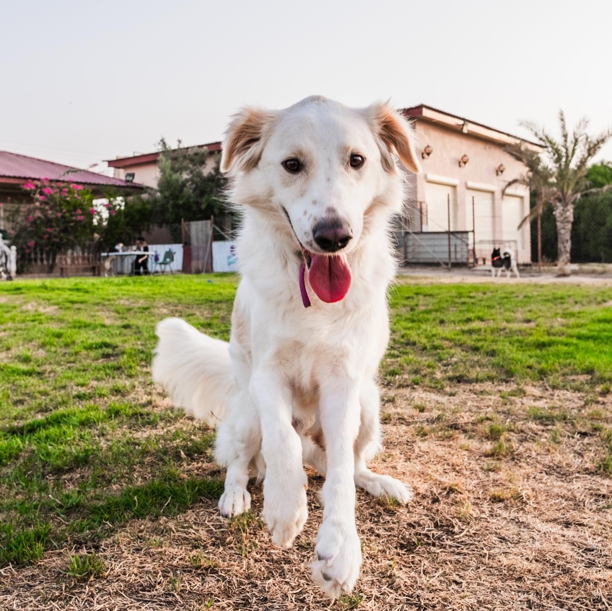 Dog for adoption - Sweet Alex our Kuwaiti Tripawd, a Shepherd Mix in ...