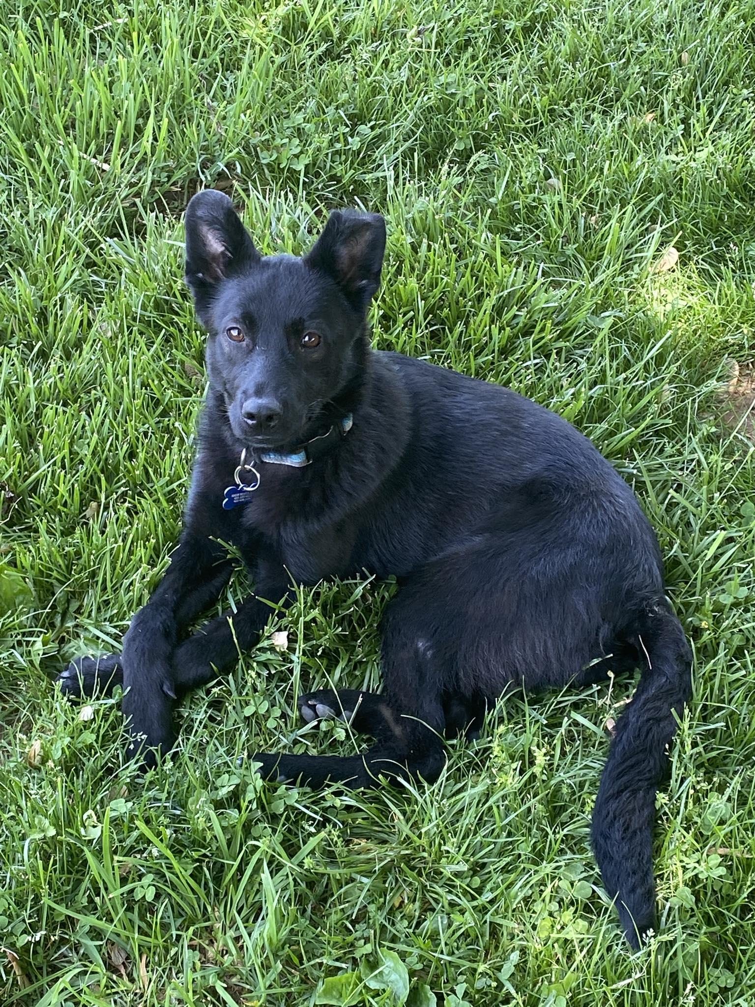 Dog for adoption - Nala (4mo CAT FRIENDLY!!), a German Shepherd Dog Mix ...