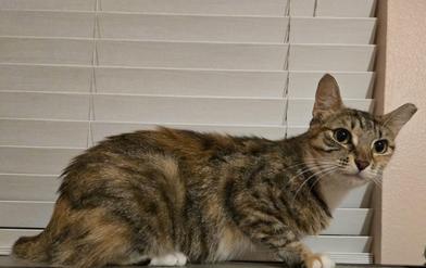 Cat for adoption - Cleopatra, a Torbie & Domestic Short Hair Mix in ...