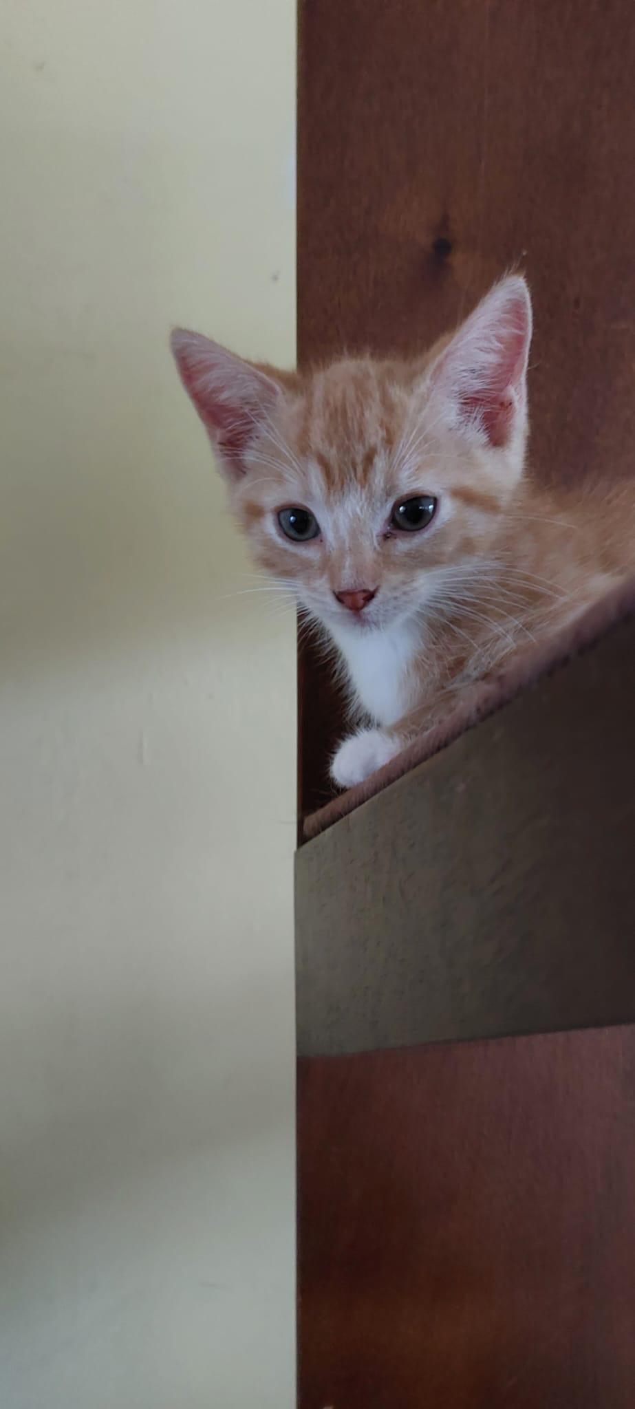 Cat for adoption - Anthony Bridgerton, a Domestic Short Hair in Boston ...