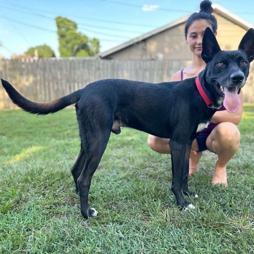 Dog for adoption - Coal, a Dutch Shepherd & Black Labrador Retriever ...