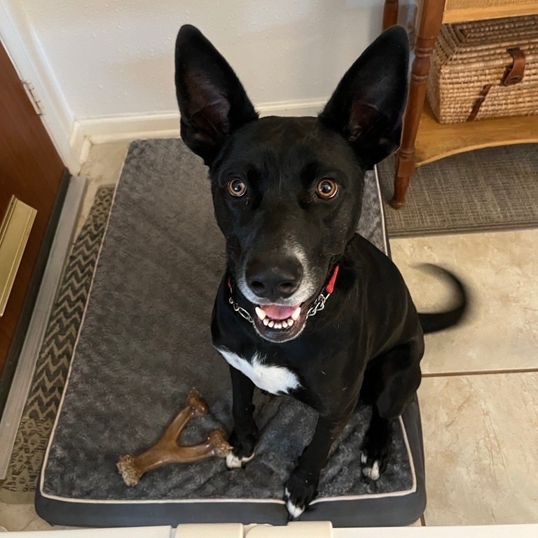 Dog for adoption - Coal, a Dutch Shepherd & Black Labrador Retriever ...