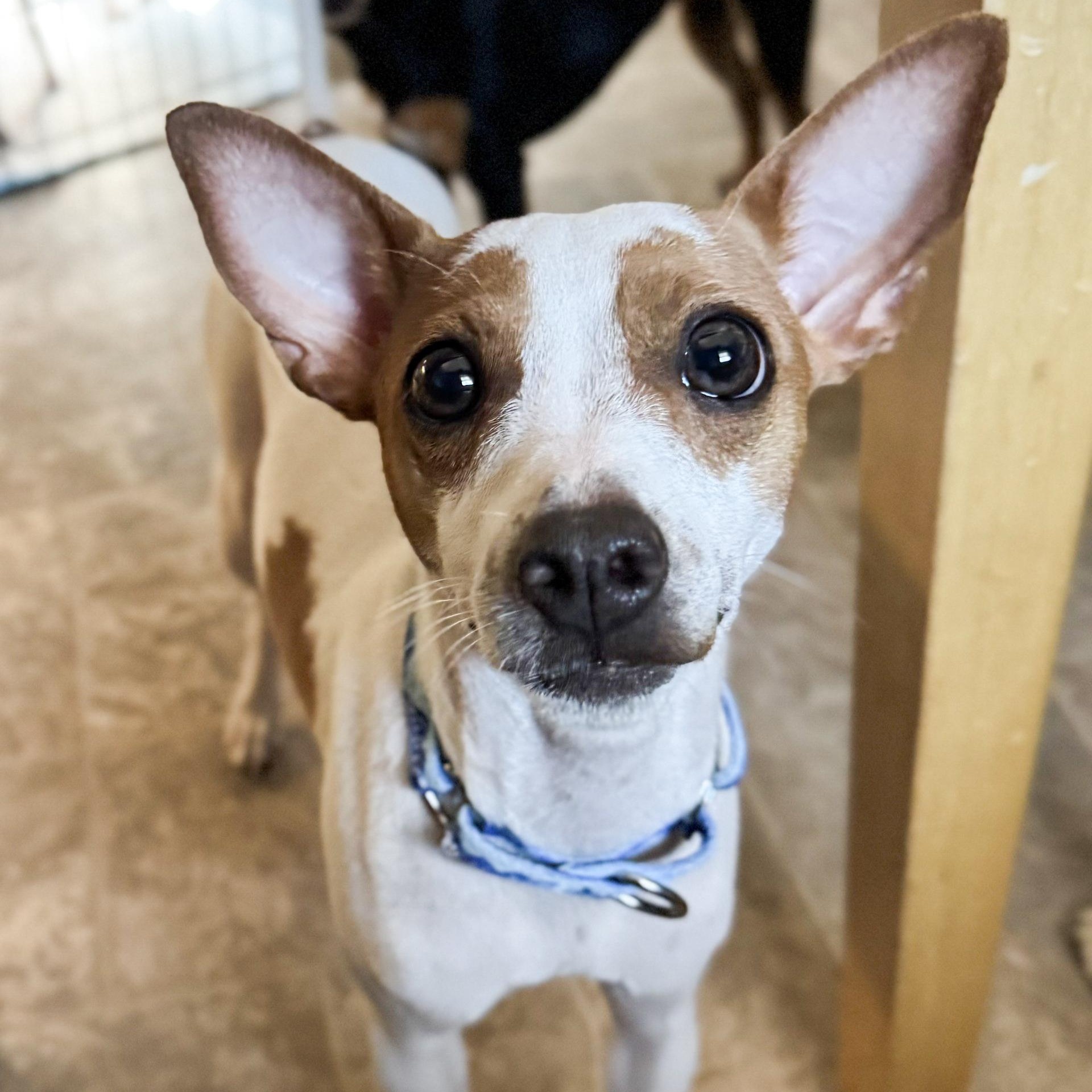 Dog for adoption - Pebbles - Coming Soon!, a Chihuahua in Toledo, OH ...