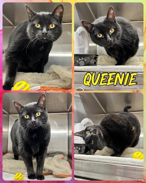 Cat for adoption - Queenie, a Domestic Short Hair in Howes Cave, NY | Petfinder