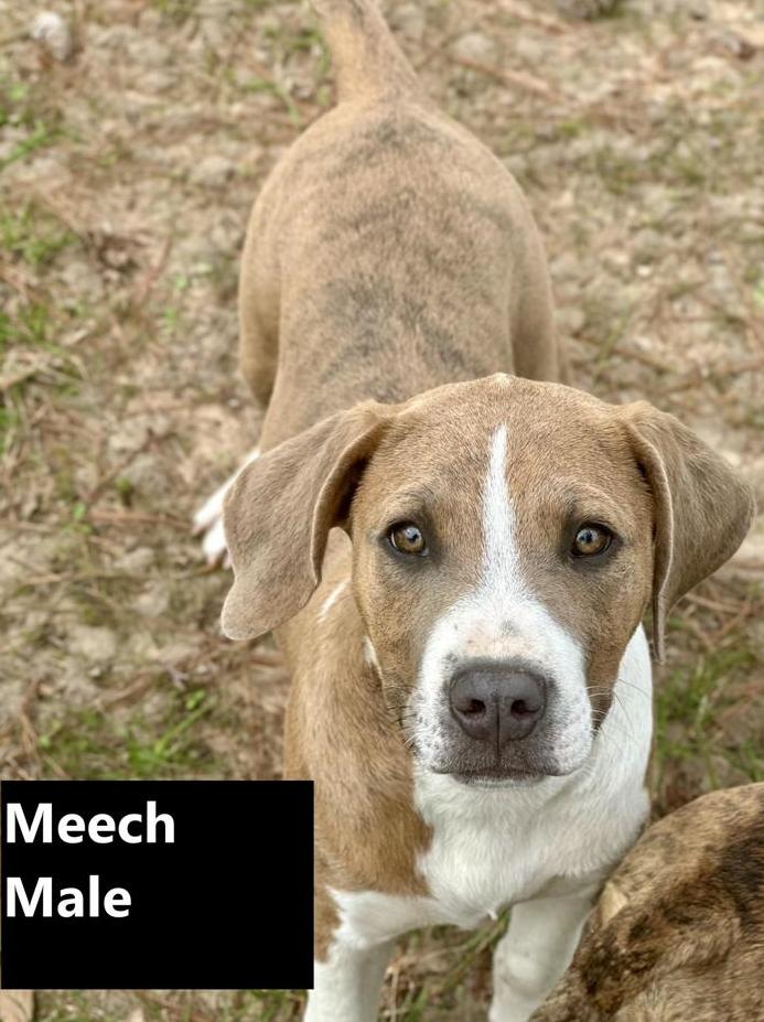 Dog for adoption - Meech, a Boxer in Livingston, TX | Petfinder