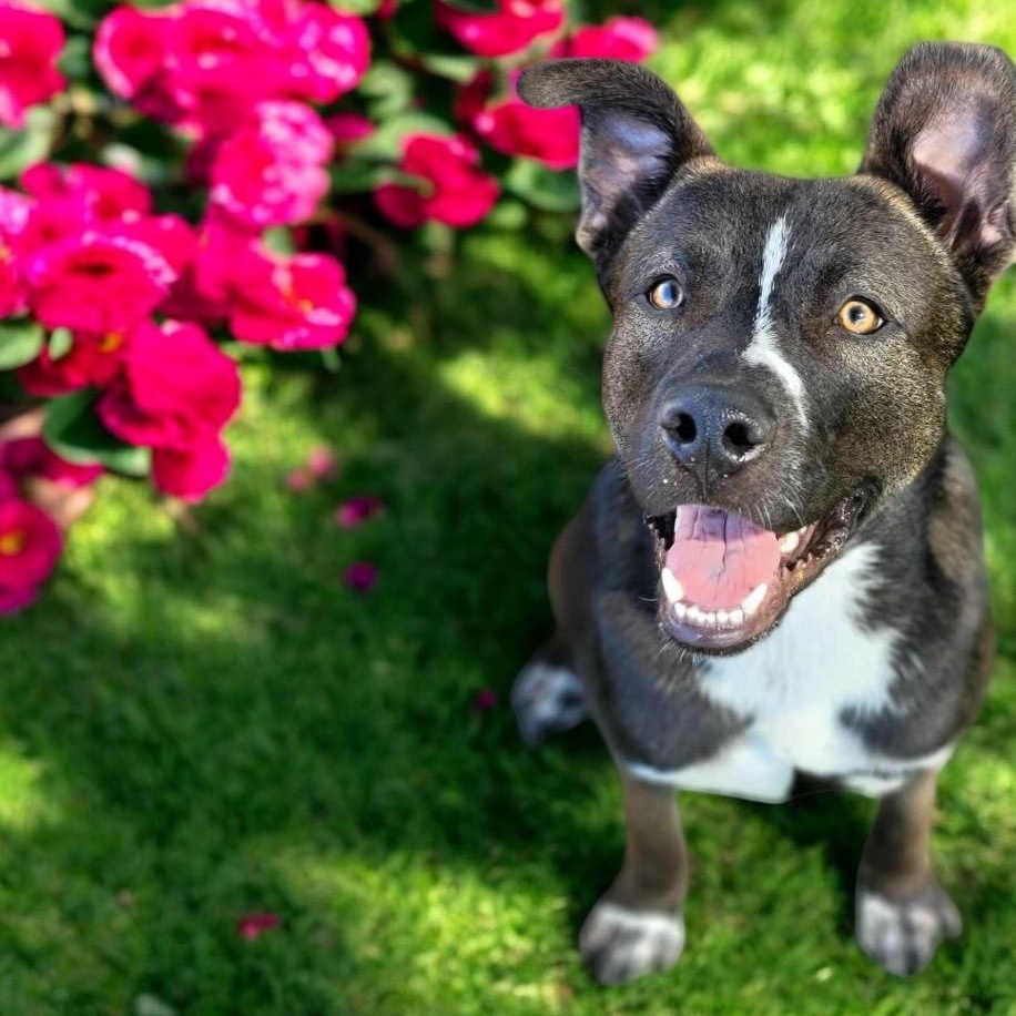 Dog for adoption - Yoshi, a Mixed Breed in Clive, IA | Petfinder