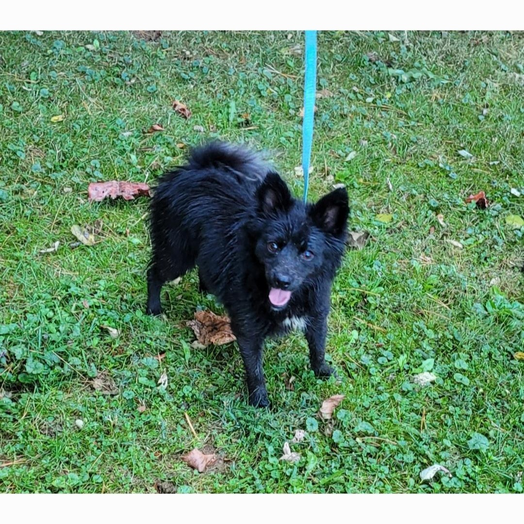 Dog for adoption - MIA, a Pomeranian & Schipperke Mix in Woodsfield, OH ...
