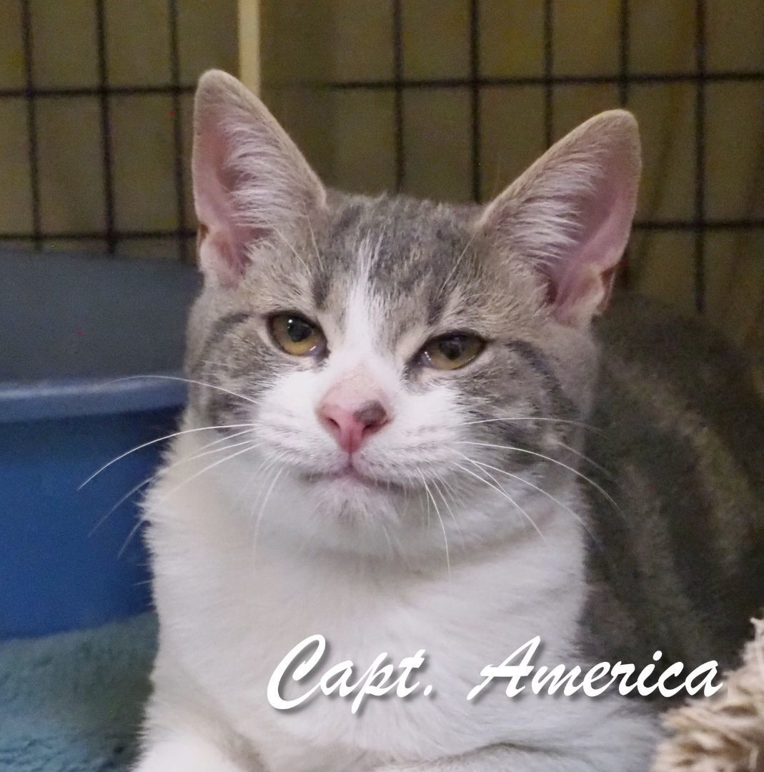 Cat for adoption - The Super Heroes!, an Oriental Short Hair Mix in Cape May Court House, NJ ...