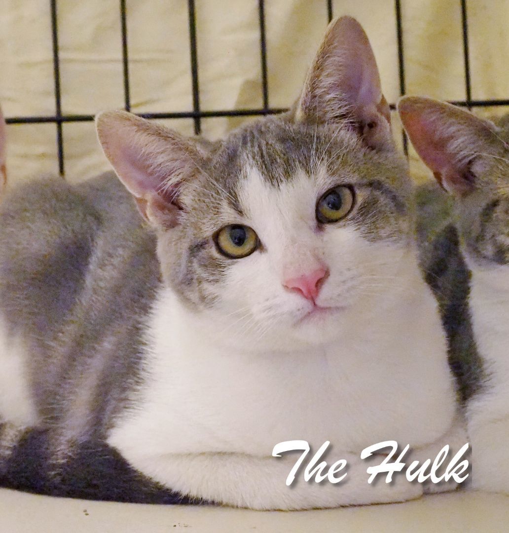 Cat for adoption - The Super Heroes!, an Oriental Short Hair Mix in Cape May Court House, NJ ...