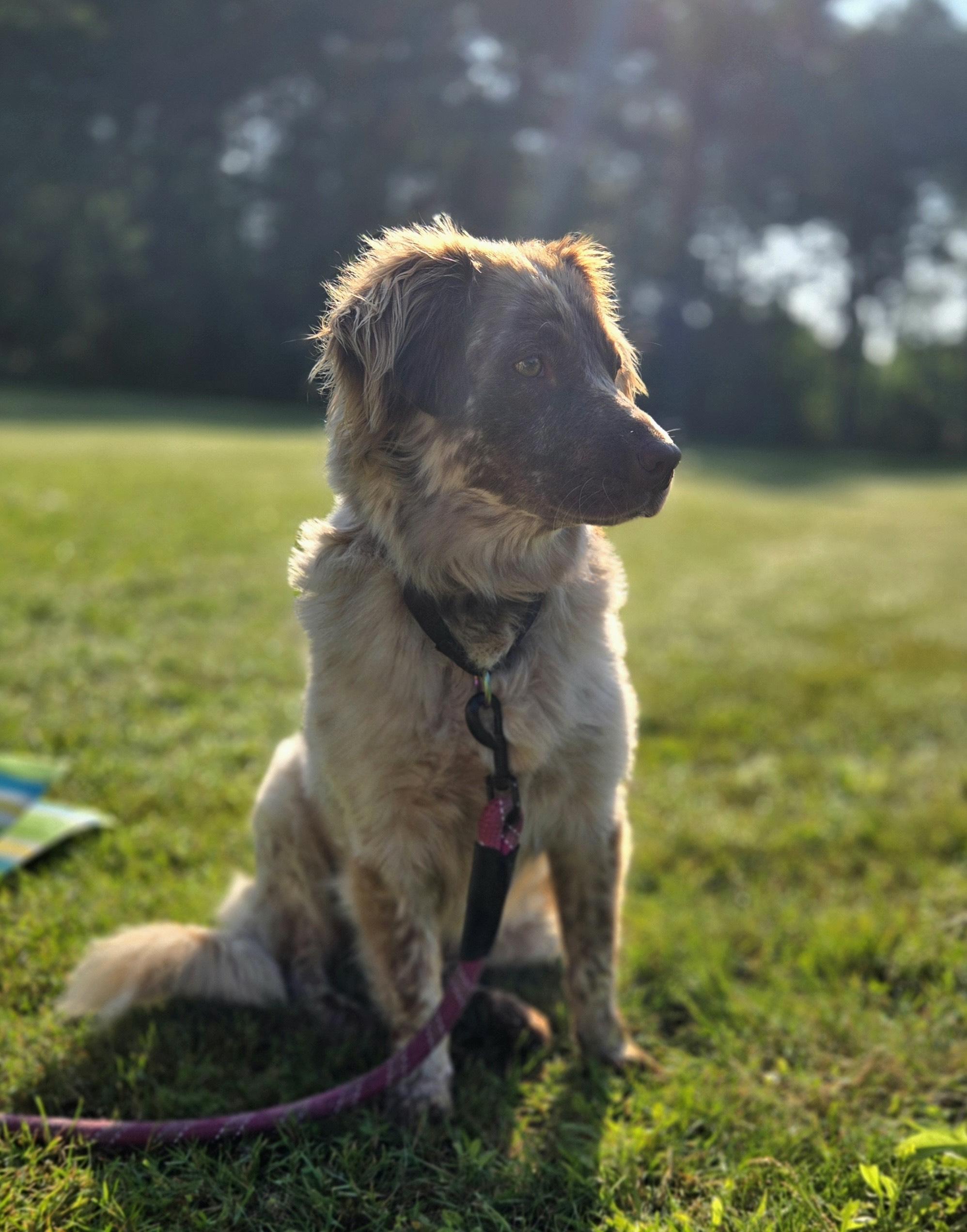 Dog for adoption - ADOPT OR FOSTER Izzy, a Brittany Spaniel Mix in ...