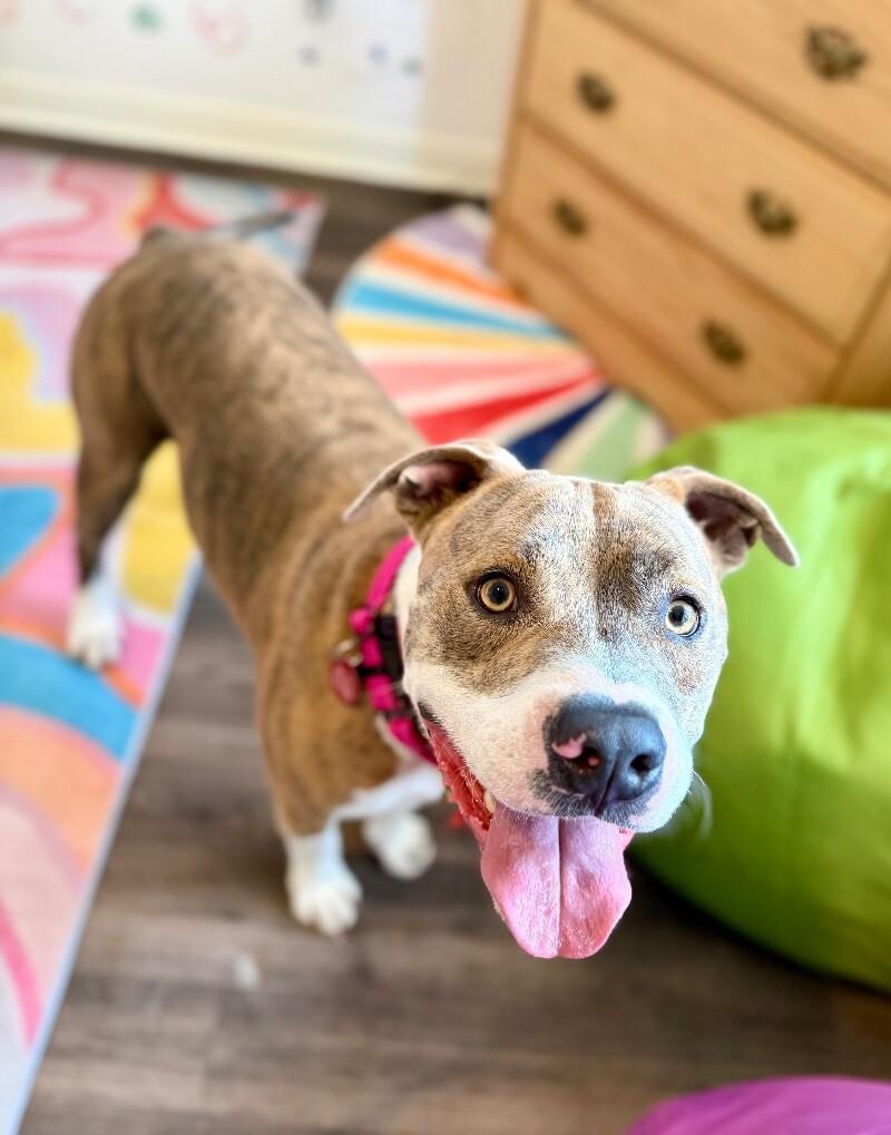 Dog for adoption - Bobby Boy Your loving Loyal Best Friend, a Pit Bull ...