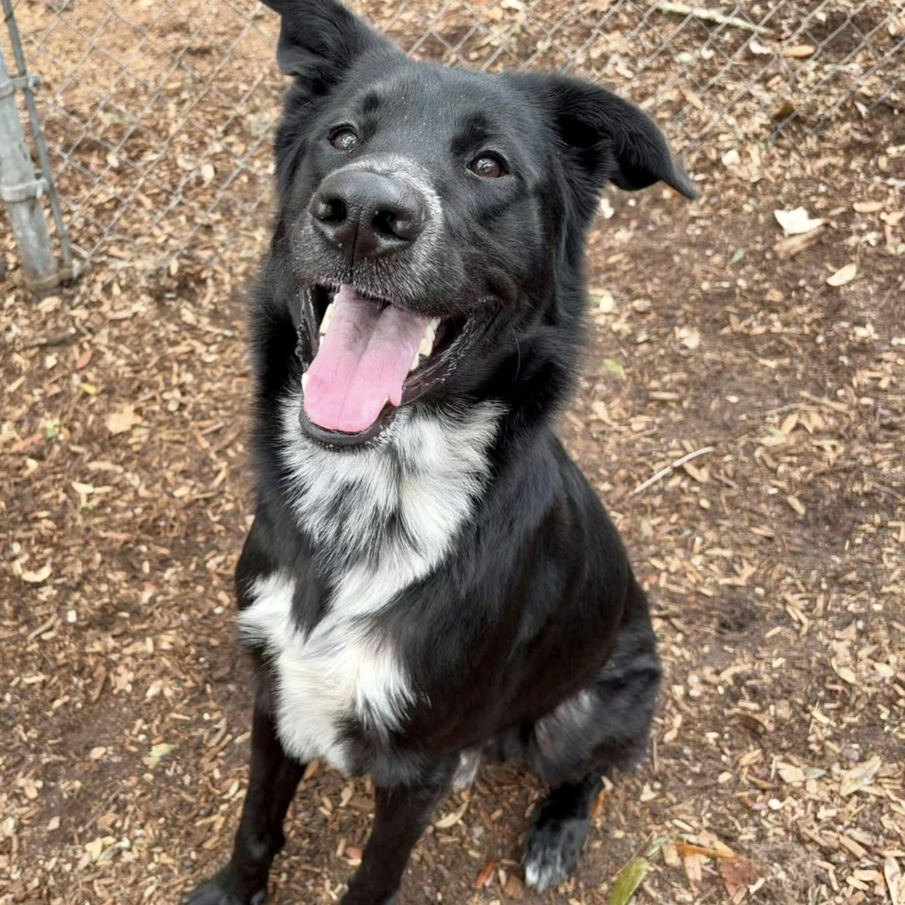 Pookie - Adoptable Pet | Petfinder | Petfinder