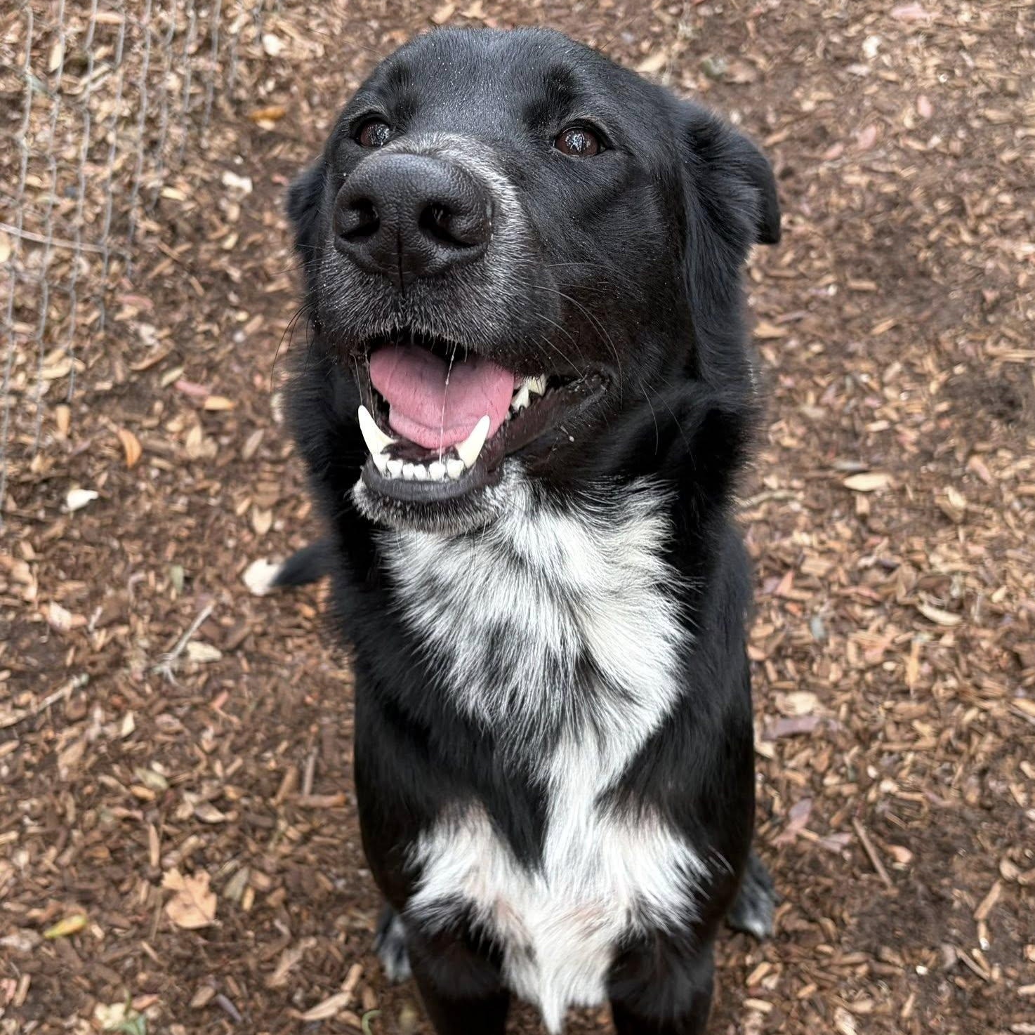 Pookie - Adoptable Pet | Petfinder | Petfinder