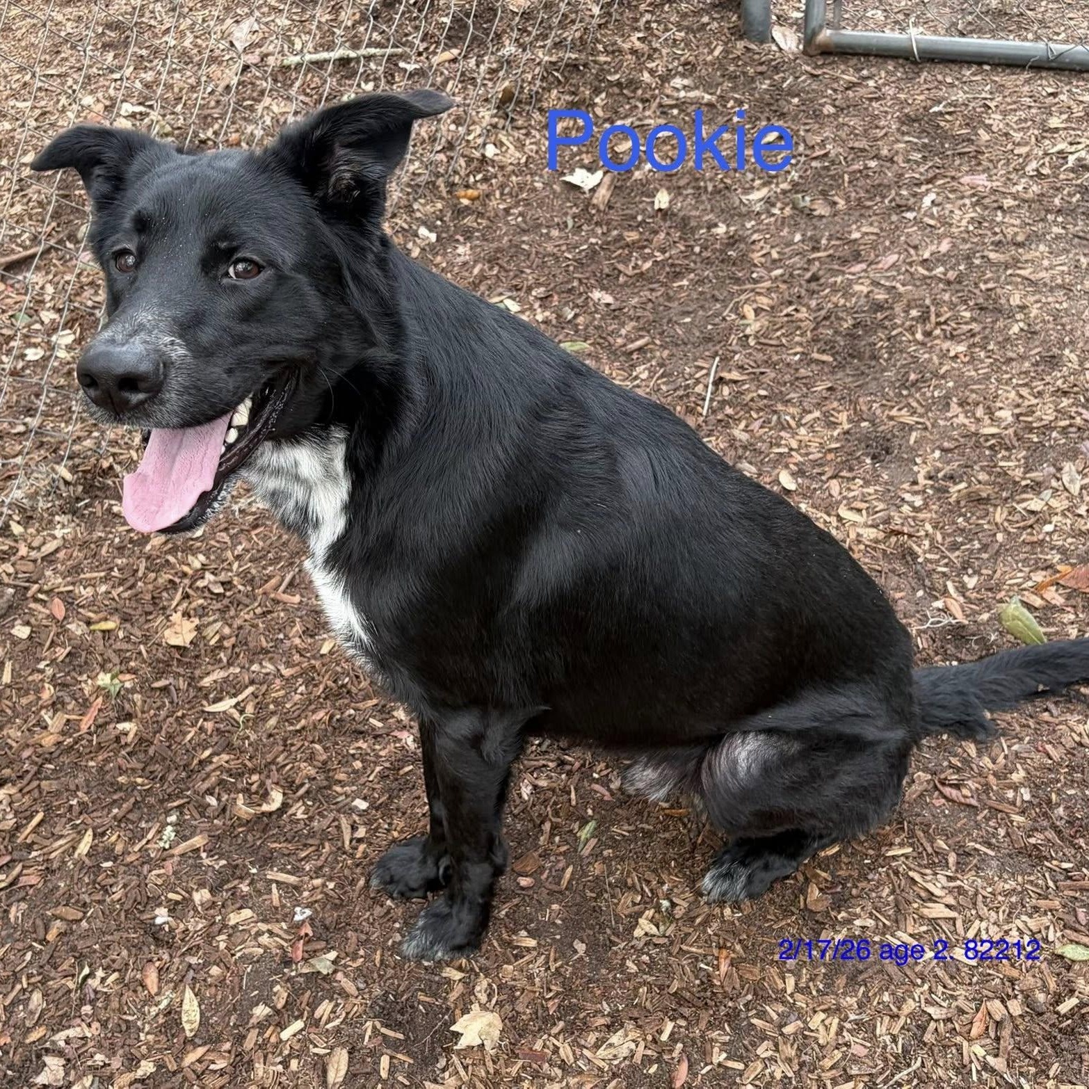 Pookie - Adoptable Pet | Petfinder | Petfinder