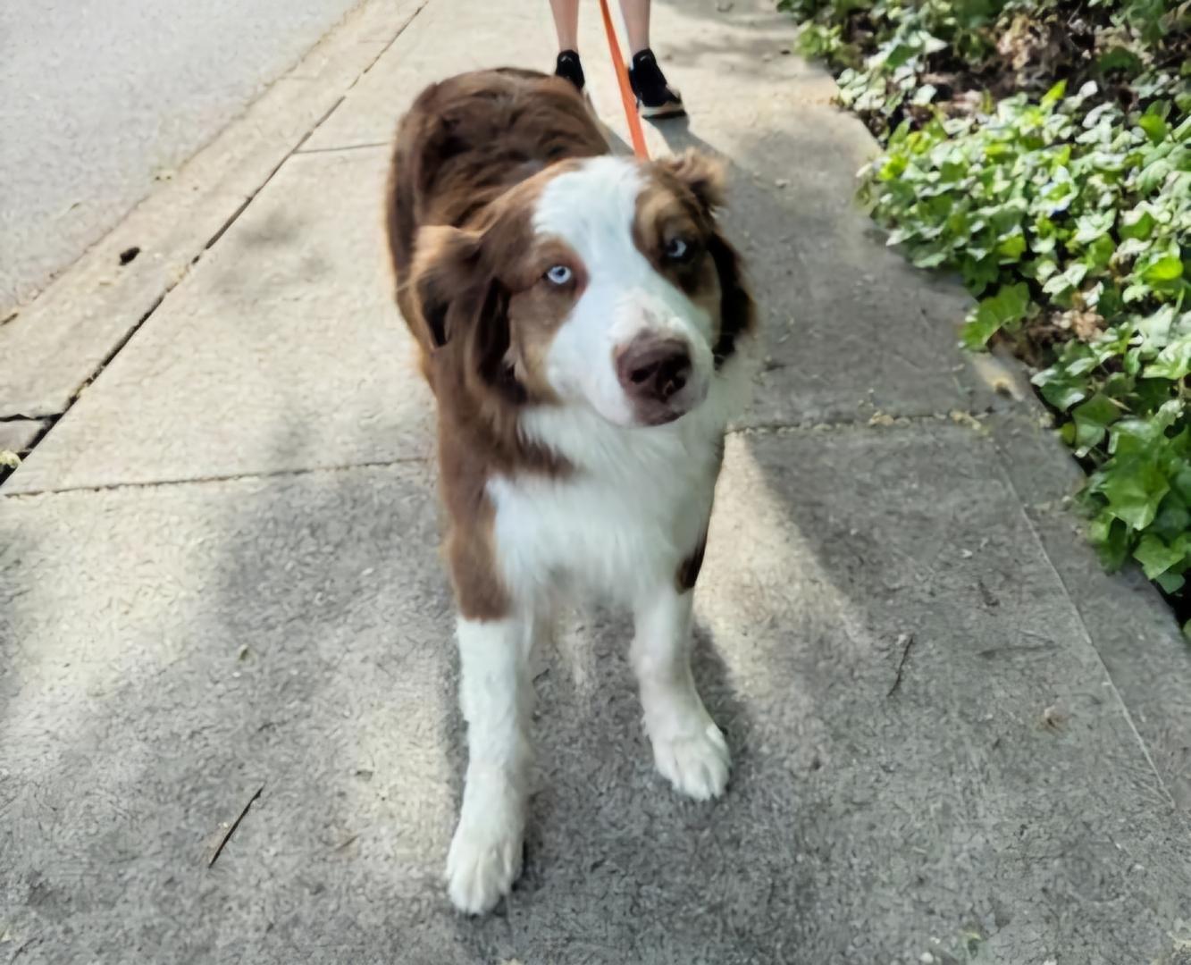 Dog for adoption - Quillian - Young Aussie Looking for a Foster!, an ...