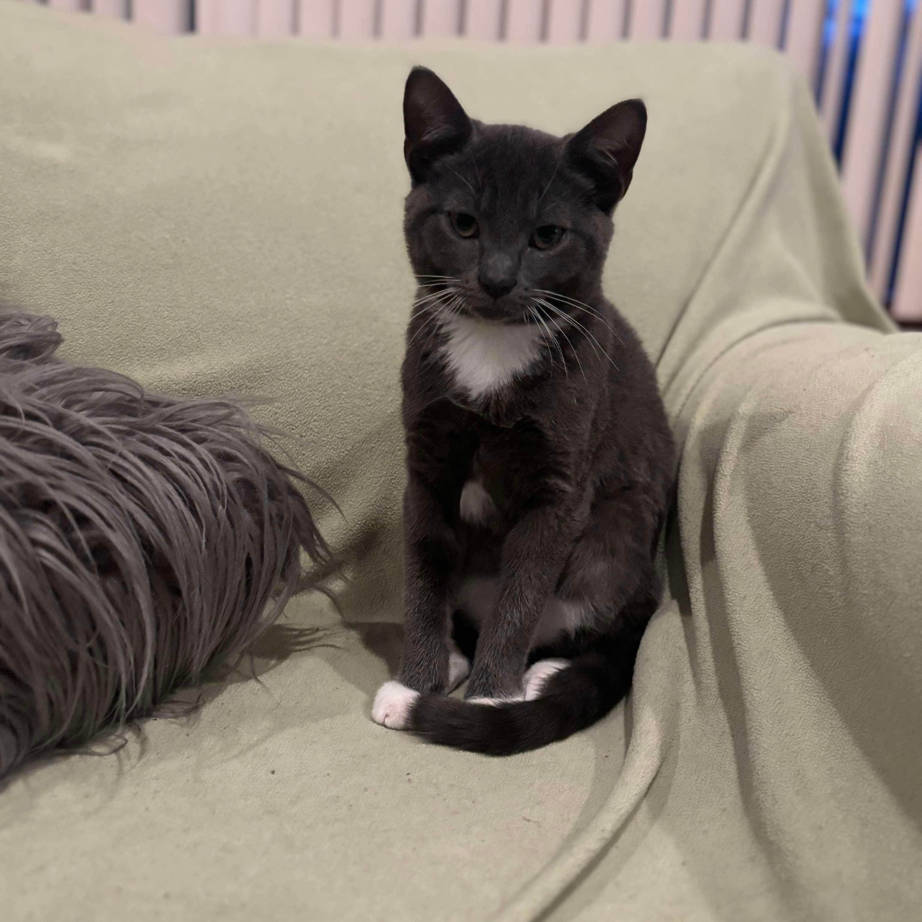 Cat for adoption - Precious, a Domestic Short Hair in Sewell, NJ ...