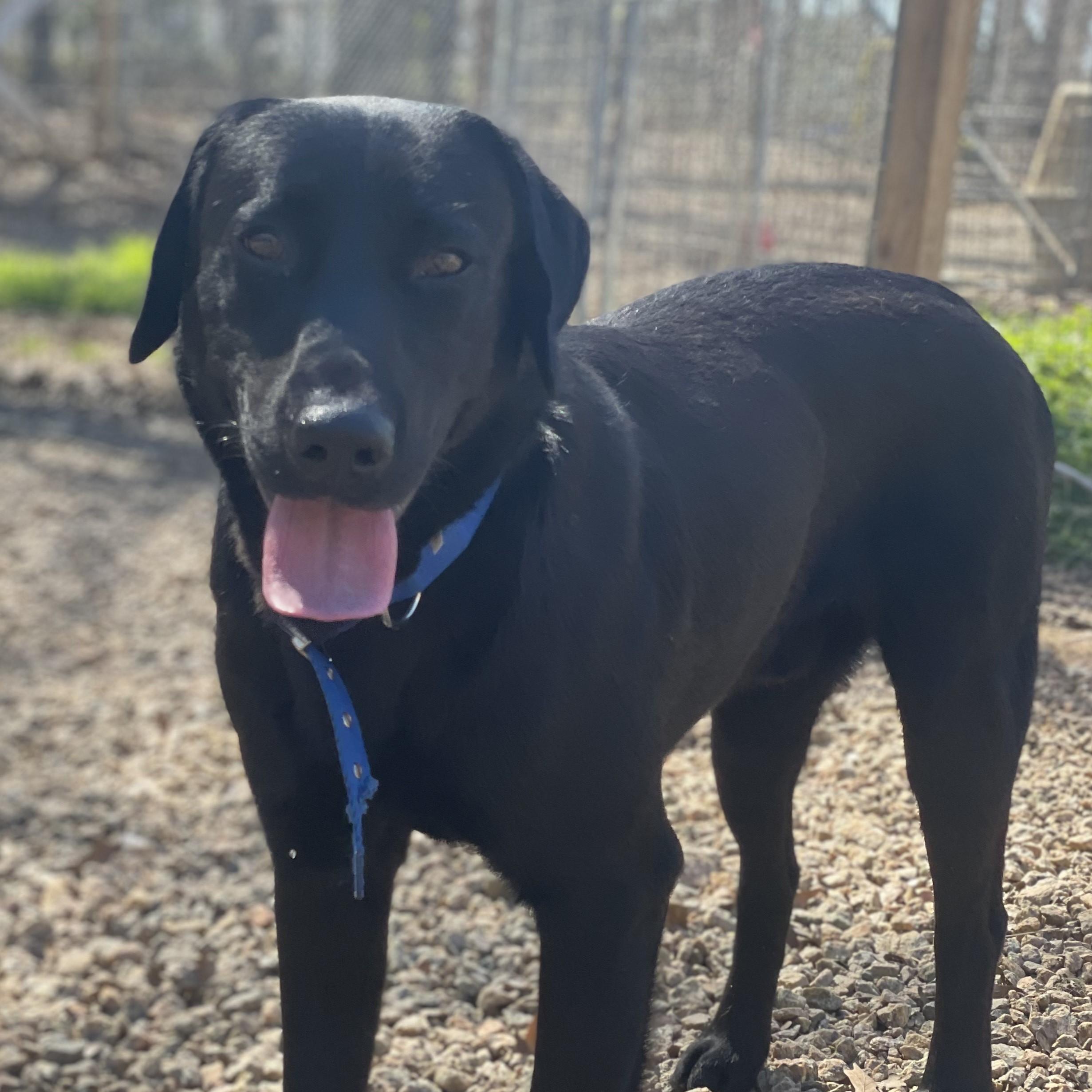 Dog for adoption - Diesel, a Black Labrador Retriever Mix in Boothbay ...