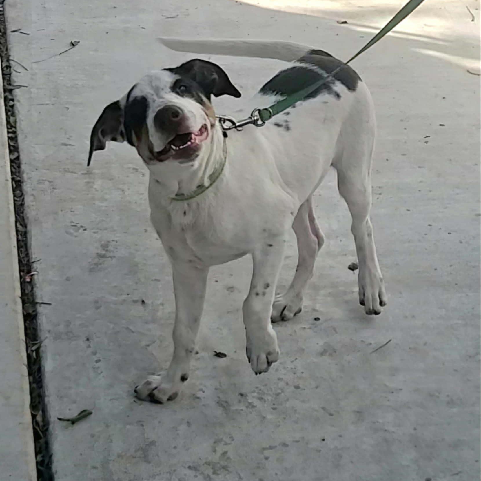 Dog for adoption - Tugger - He's Tuggering at your heart!, a Labrador ...