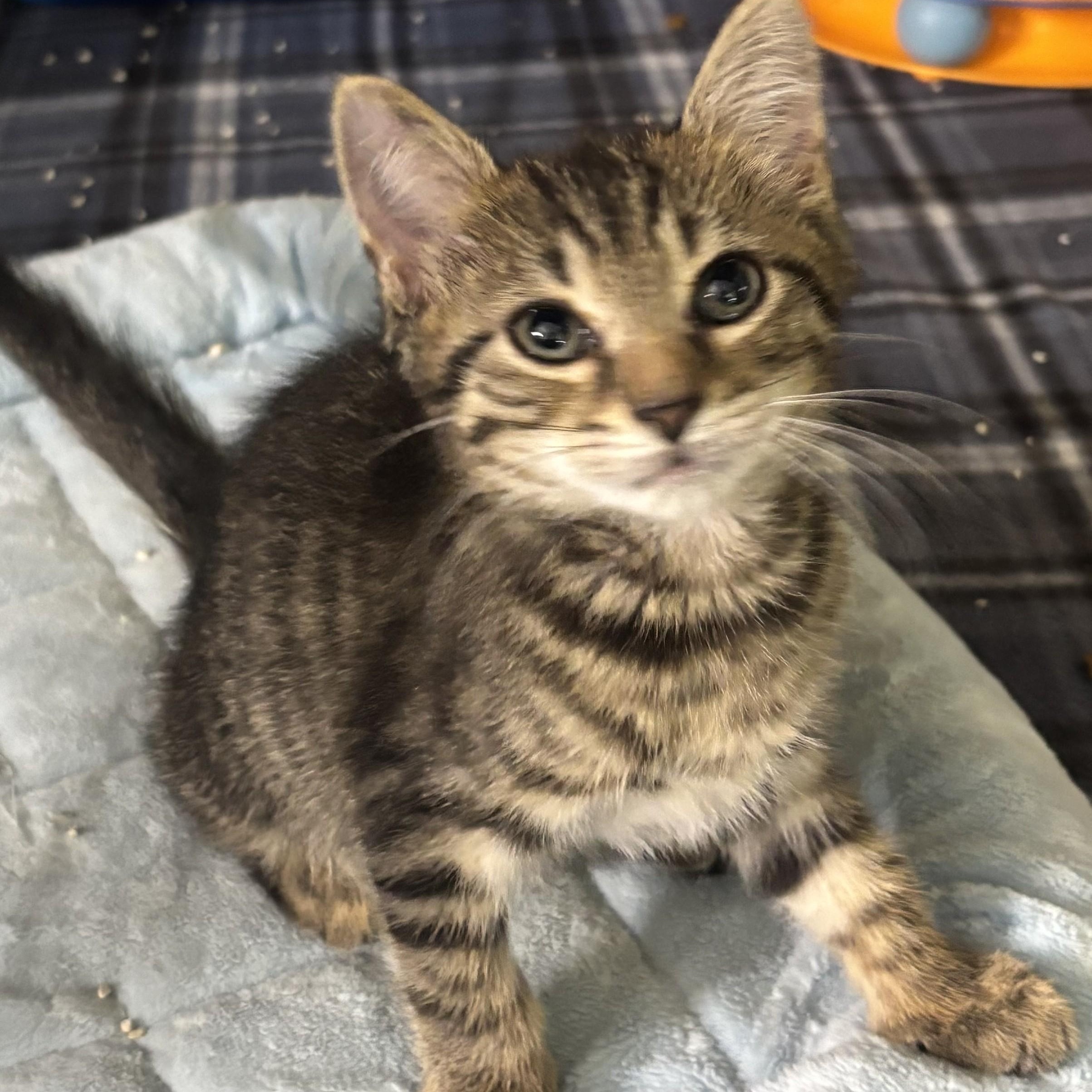 Cat for adoption - Billy 7183, a Domestic Short Hair in Boca Raton, FL ...