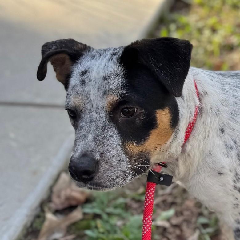 Dog for adoption - Beanie, an Australian Cattle Dog / Blue Heeler Mix ...