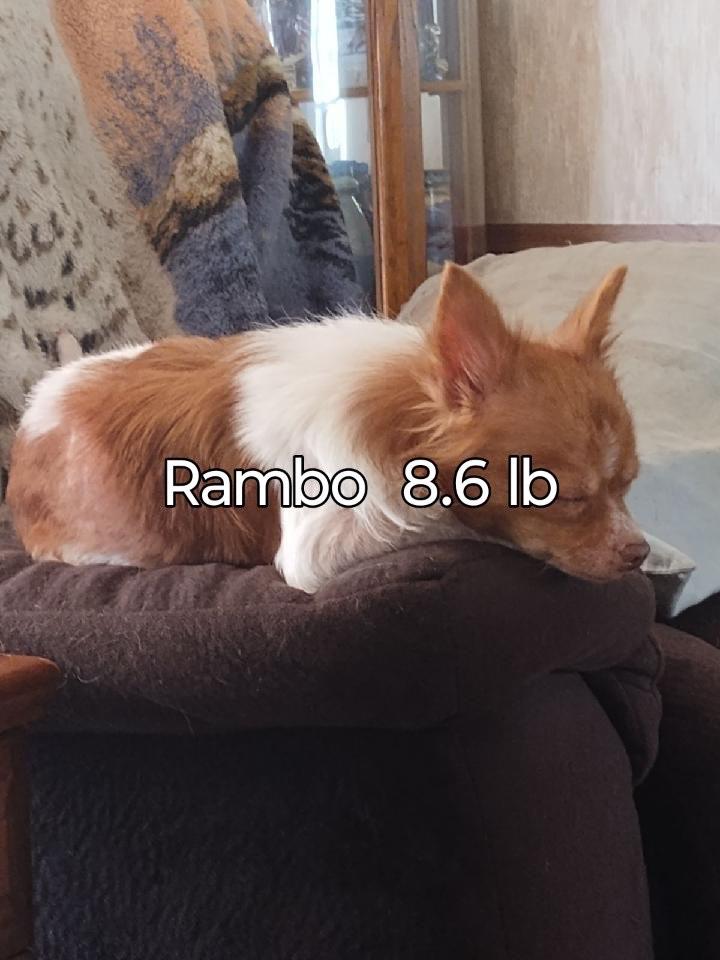 Dog for adoption - Rambo, a Chihuahua in Niles, MI | Petfinder