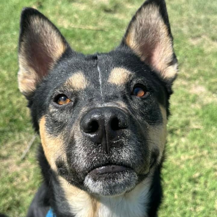 Dog for adoption - Paxton, a Beauceron & Shepherd Mix in Albert Lea, MN ...