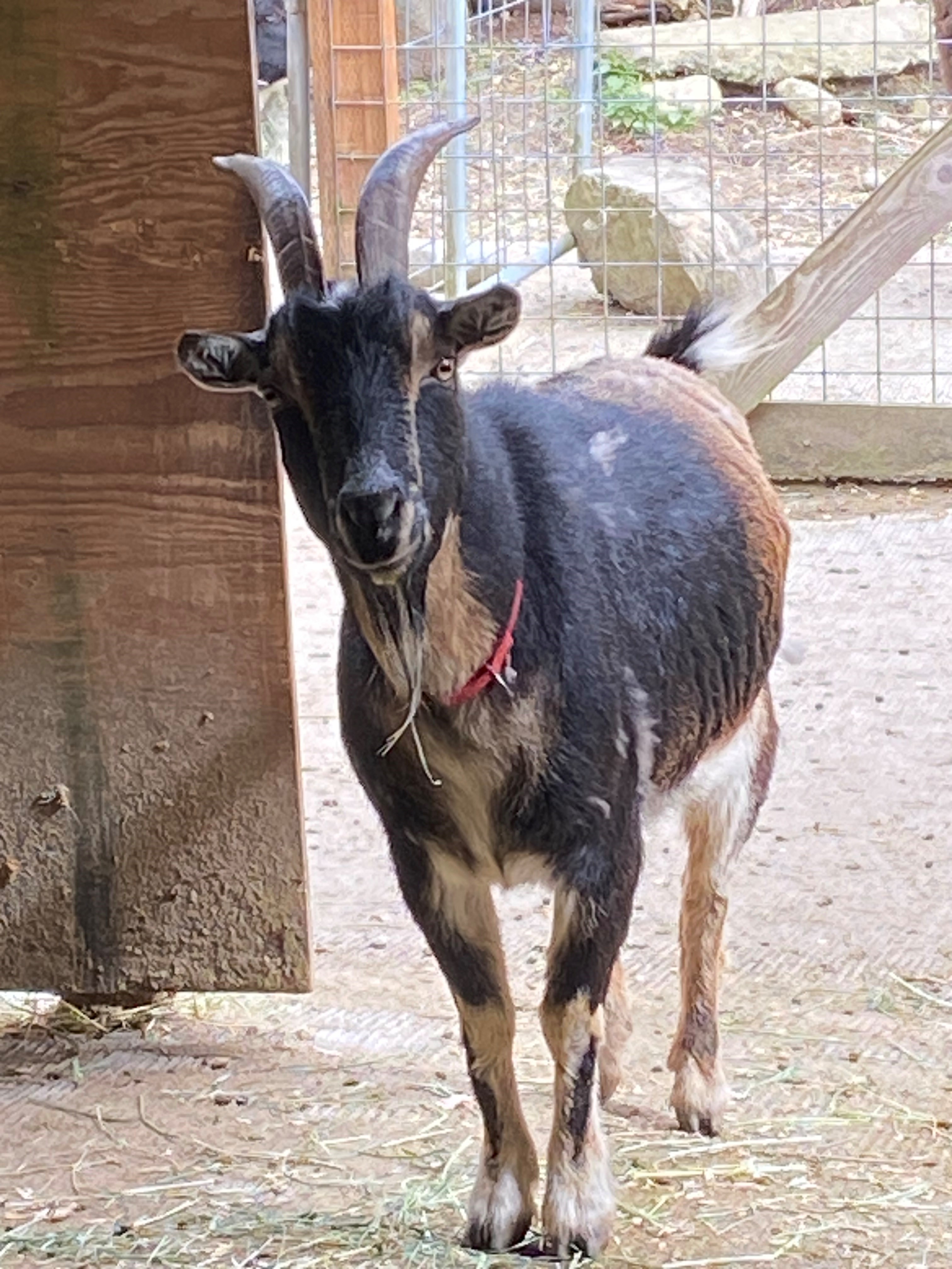 Monty - Adoptable Pet | Petfinder | Petfinder