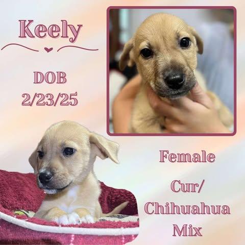 Dog for adoption - Keely, a Mountain Cur & Chihuahua Mix in Madison, CT ...