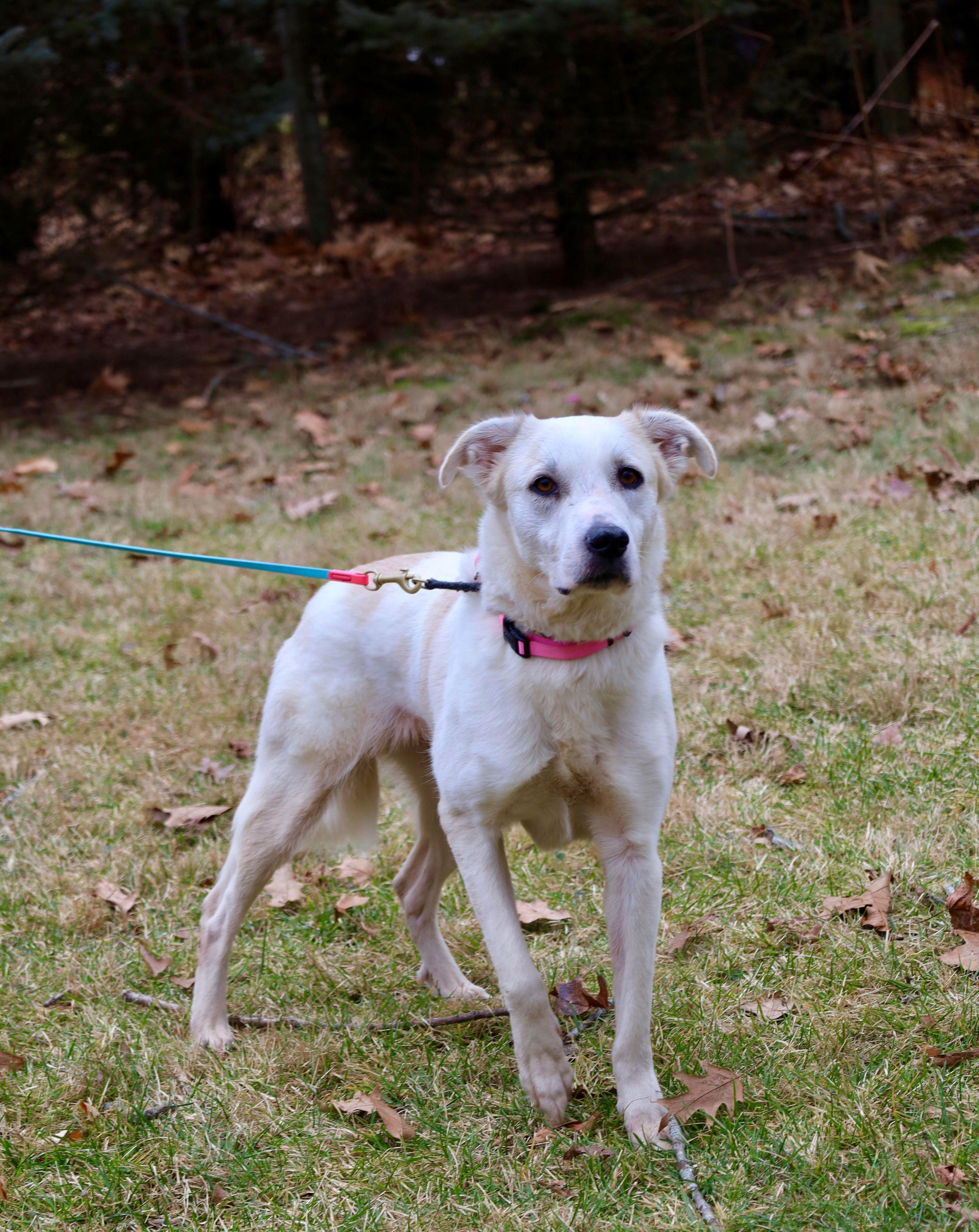 Dog for adoption - Dobby, a Labrador Retriever Mix in Bozrah, CT ...