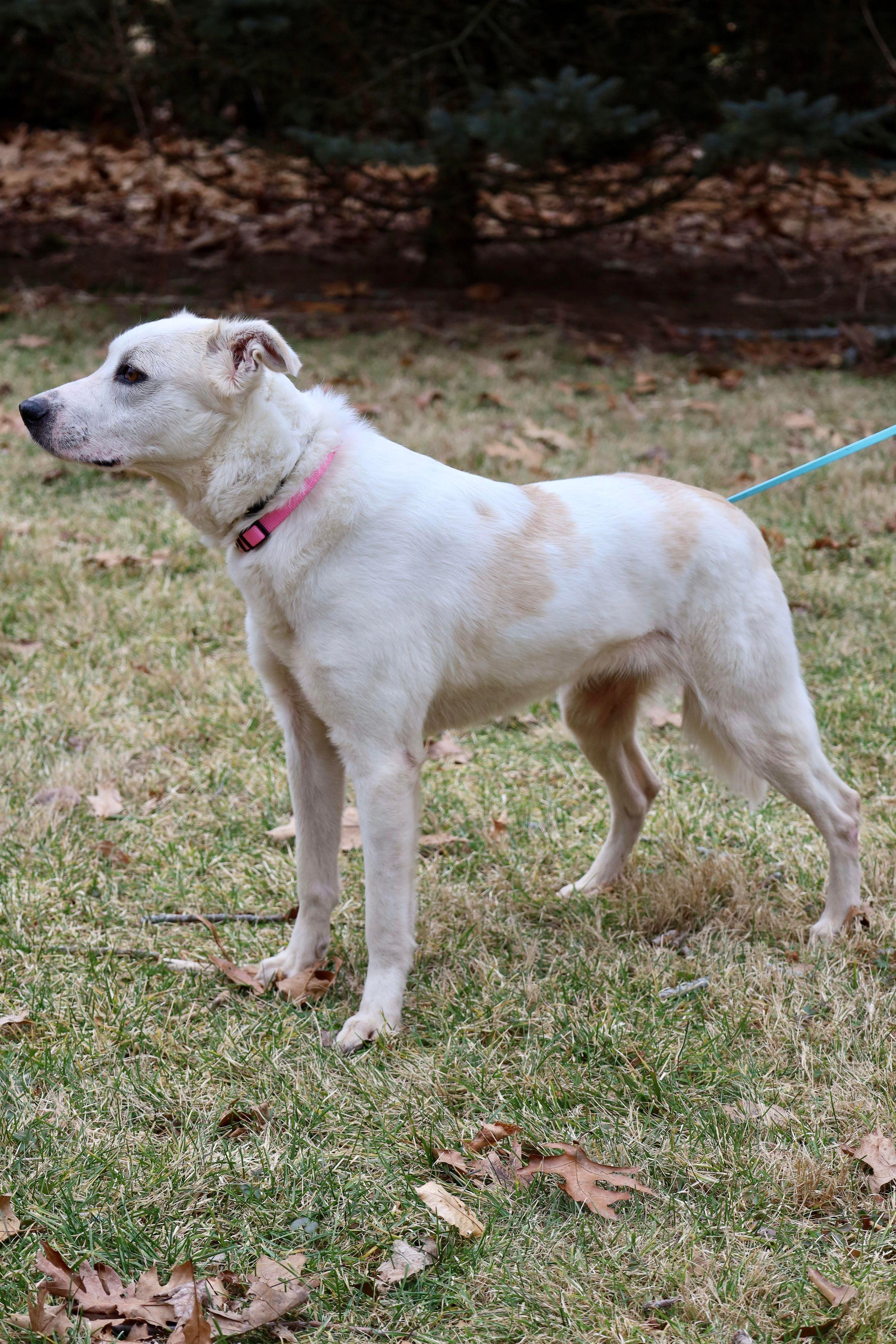 Dog for adoption - Dobby, a Labrador Retriever Mix in Bozrah, CT ...
