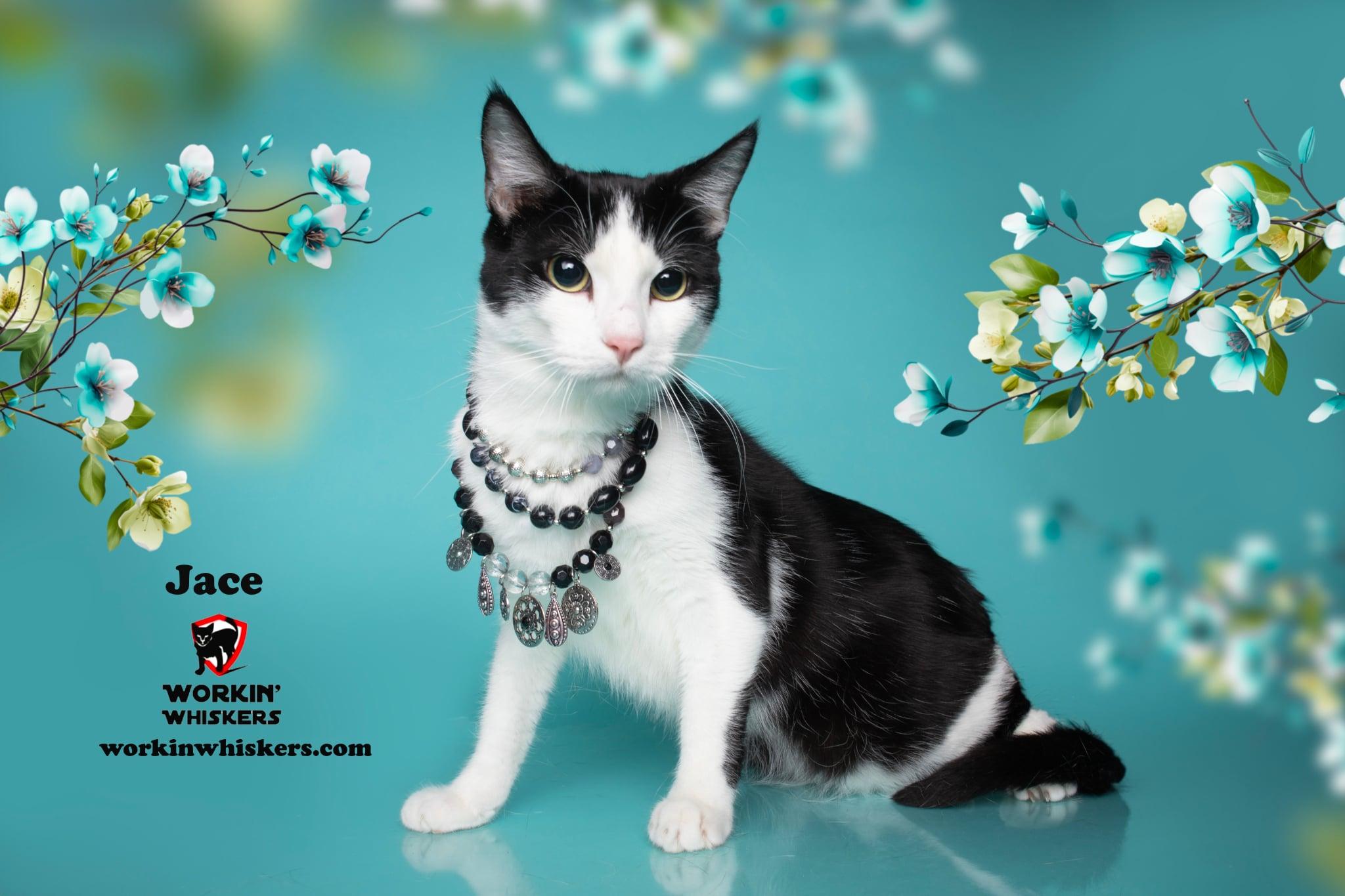 Cat for adoption - JACE, a Tuxedo & Domestic Short Hair Mix in Murrieta ...