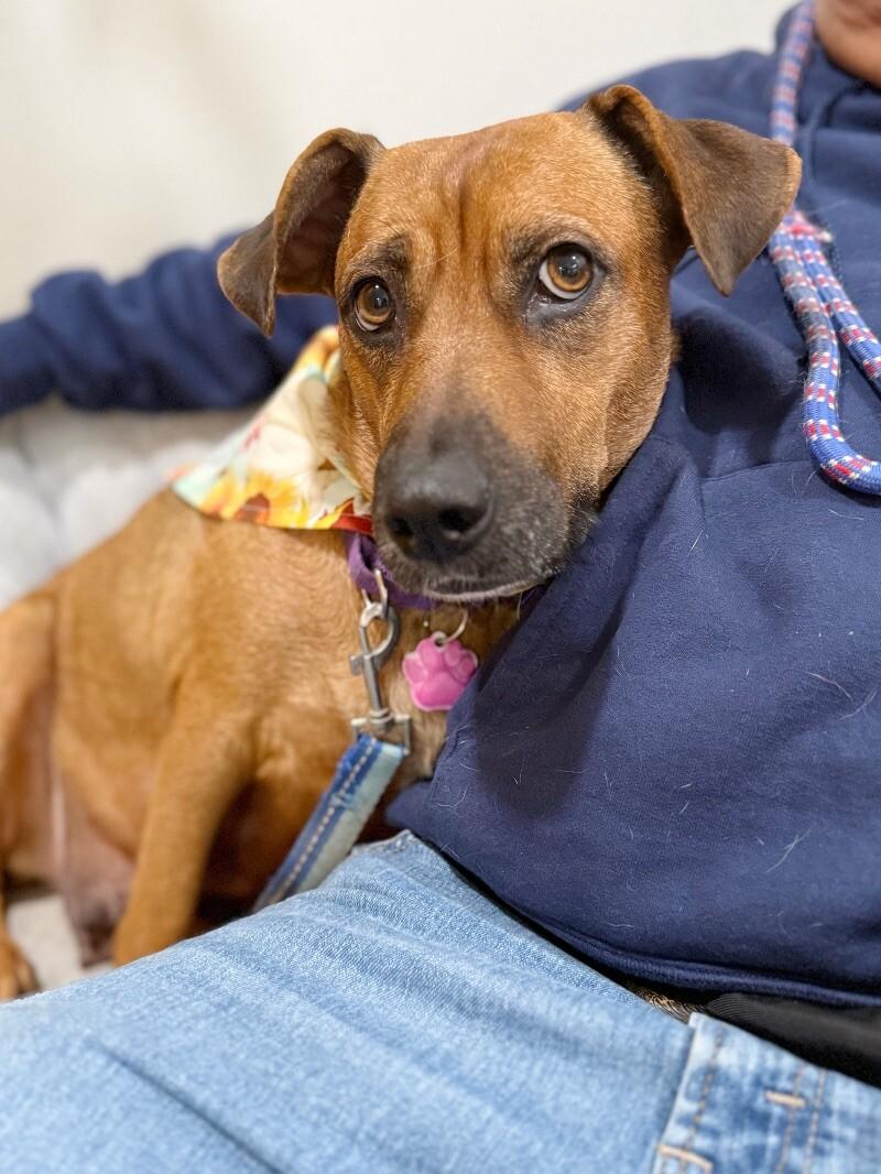 Dog for adoption - Sweet Pumpkin petite mini lab, a Labrador Retriever ...